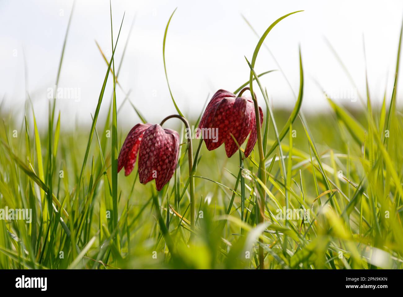 Fritillary, scarse and rare species in flower in a Suffolk meadow ...