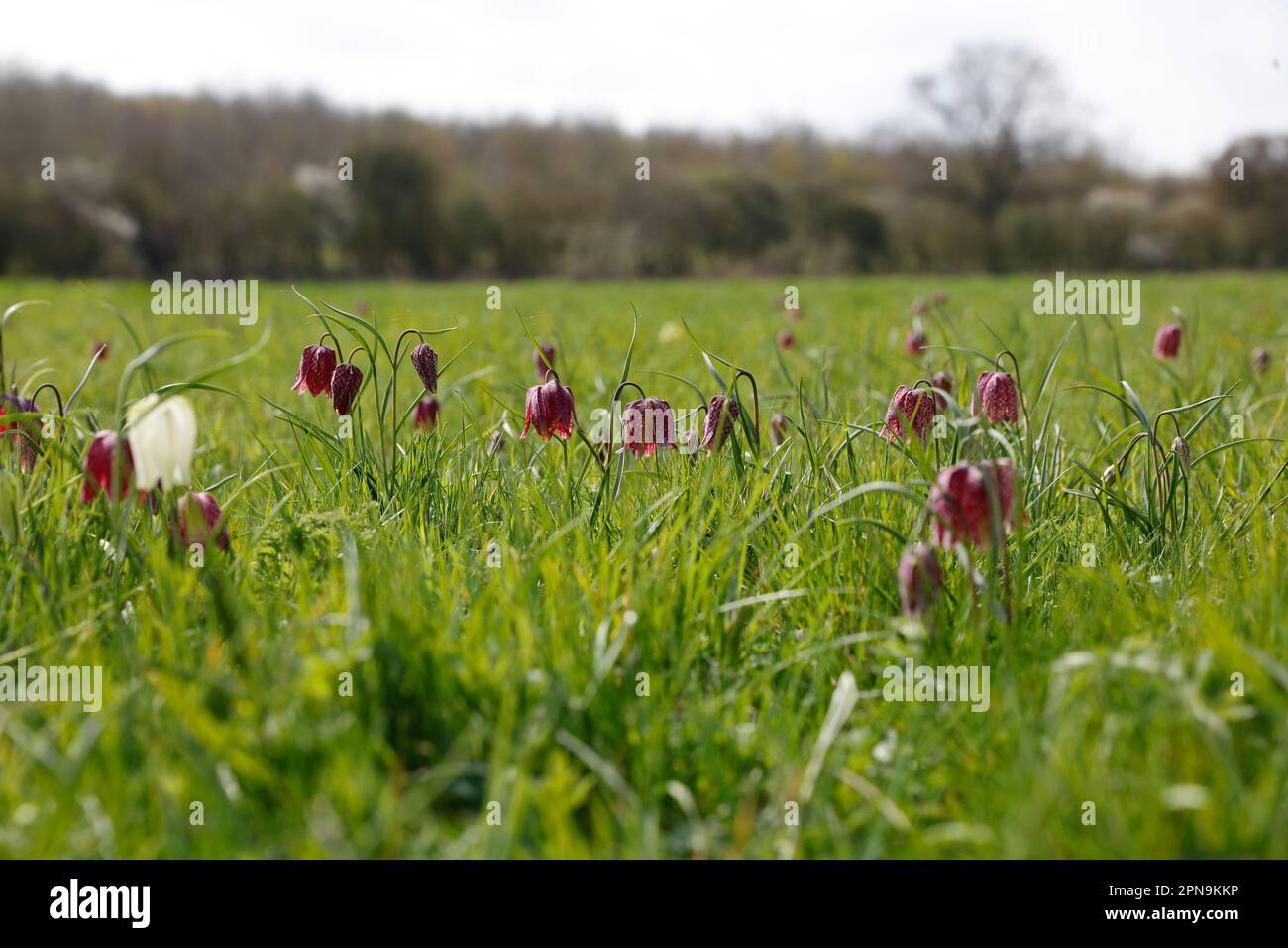 Scarse species hi-res stock photography and images - Alamy