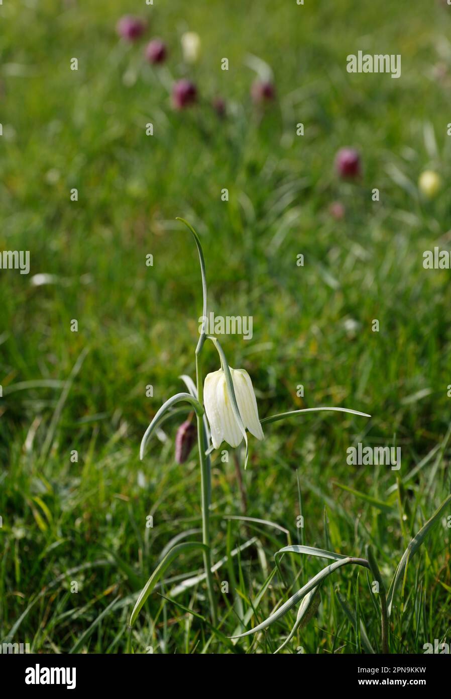 Fritillary, scarse and rare species in flower in a Suffolk meadow ...