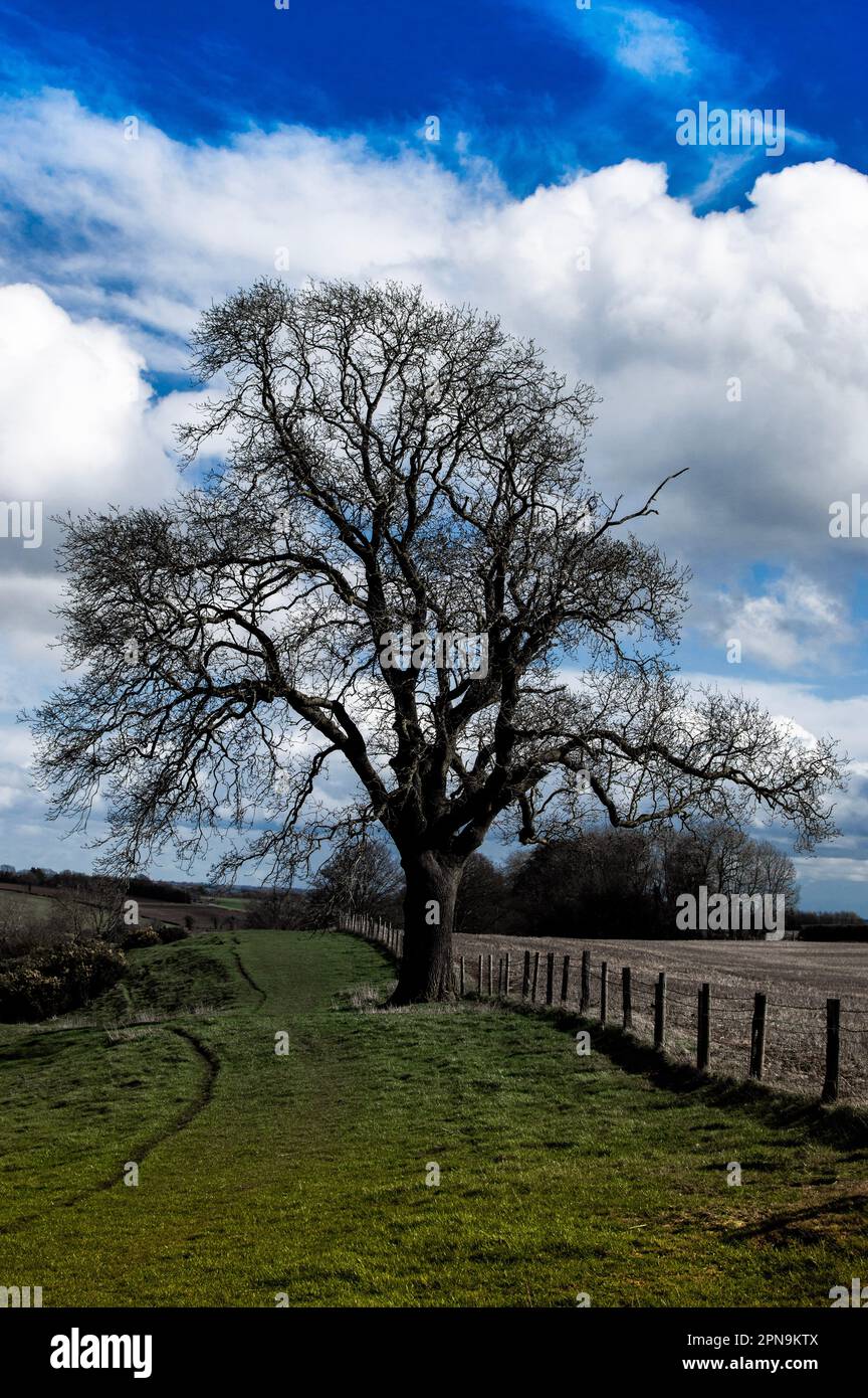 Blue sky oak tree hi-res stock photography and images - Alamy