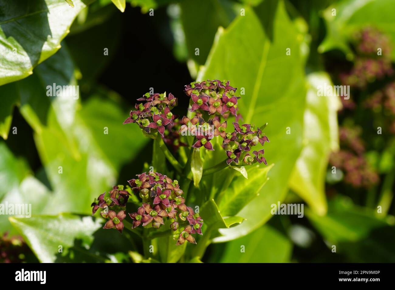 Flowering Aucuba japonica (spotted laurel, Japanese laurel, Japanese ...