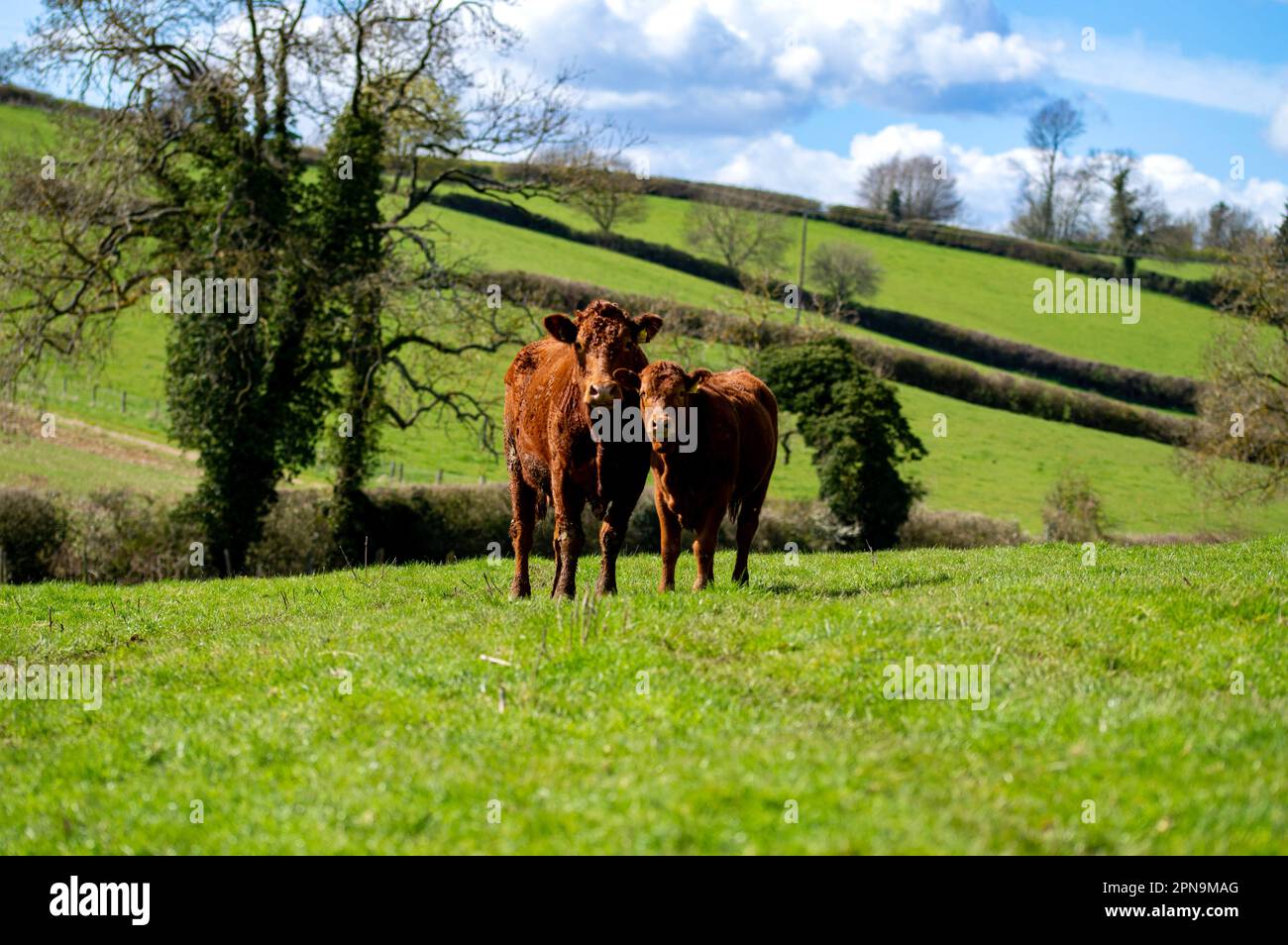 Calf and mother cow in a field Stock Photo - Alamy