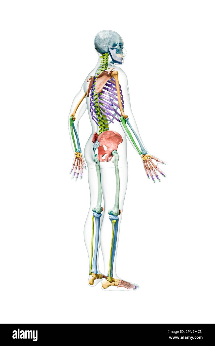 Profile view of the full human male skeleton with body 3D rendering ...