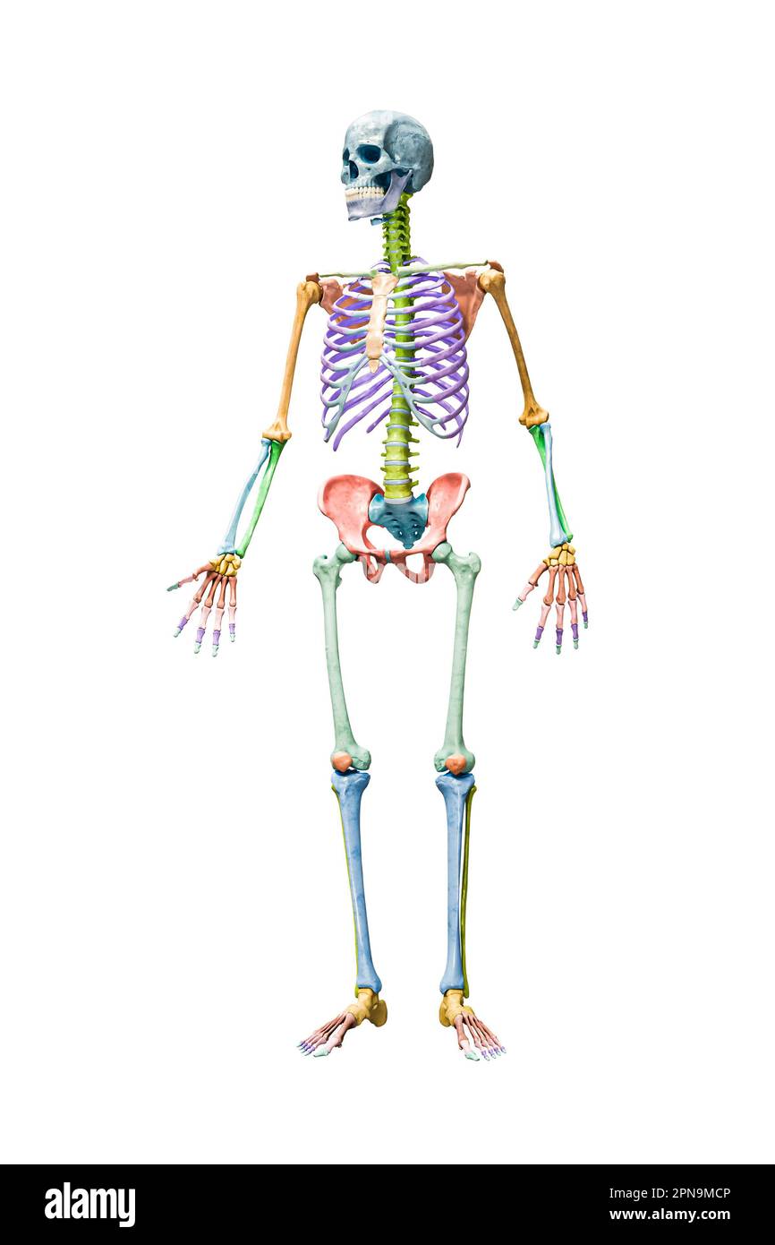 Full human male skeleton or skeletal system front view 3D rendering ...