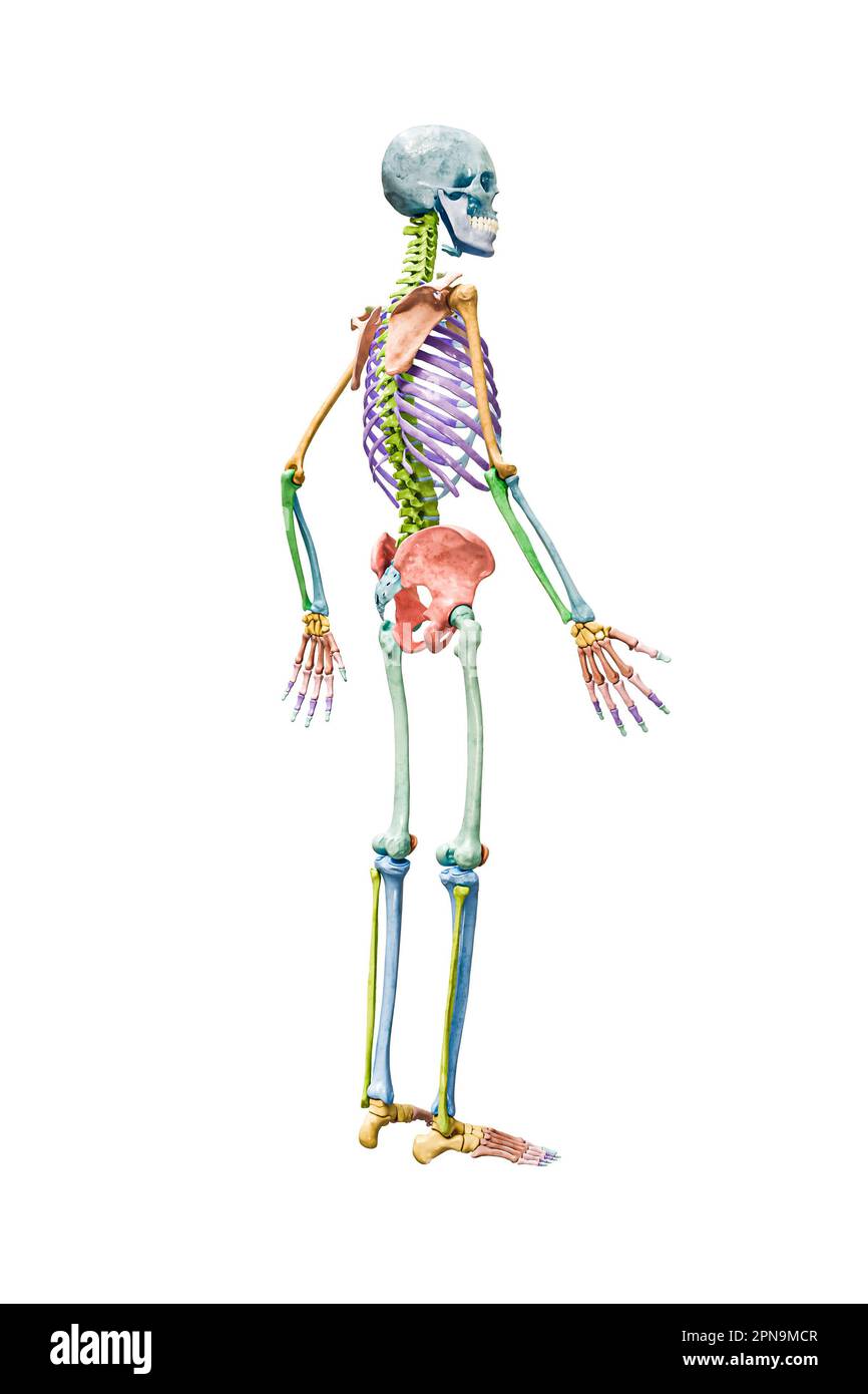 3d Human Skeletal System Diagram