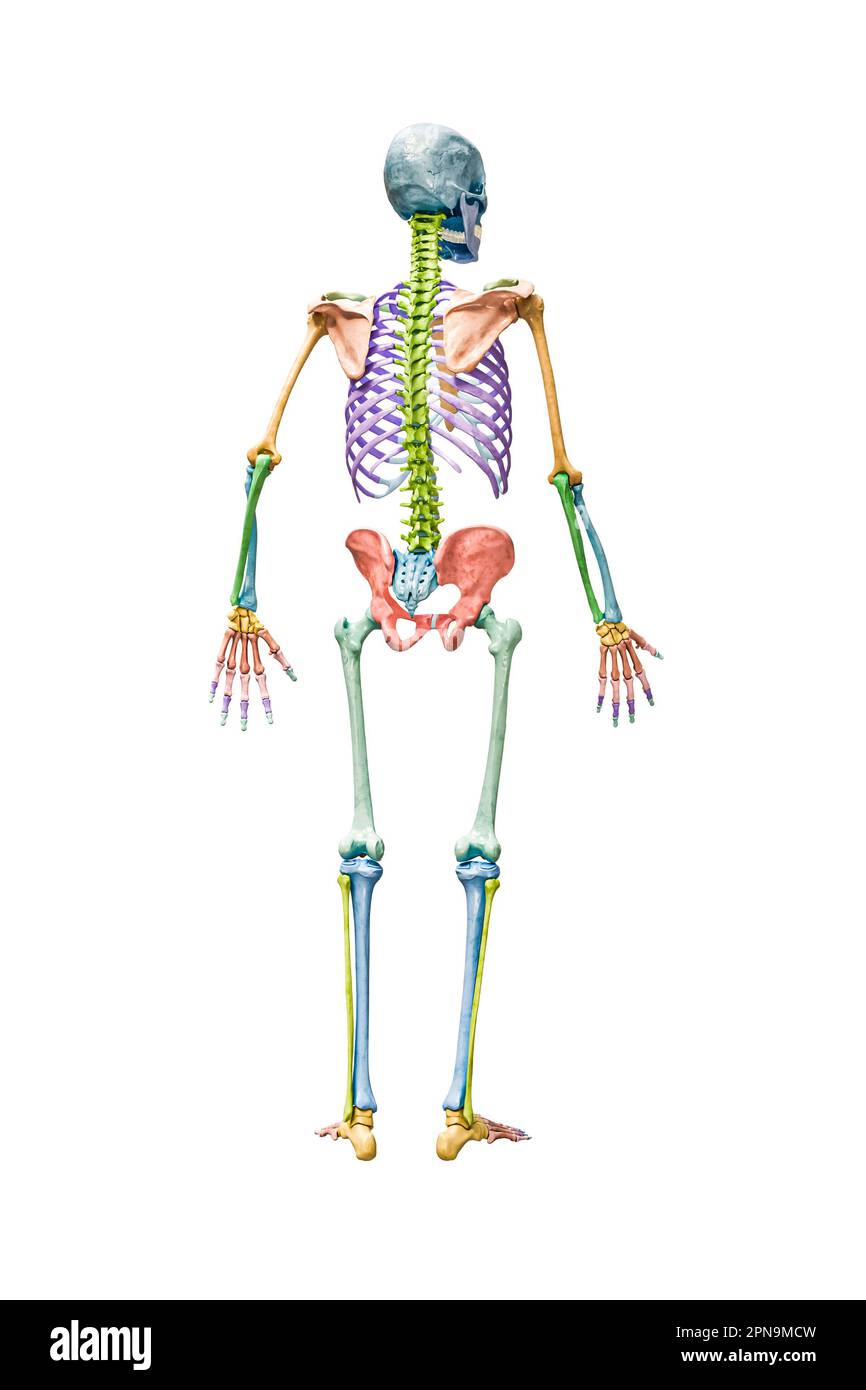 Back view of full human male skeleton or skeletal system 3D rendering ...