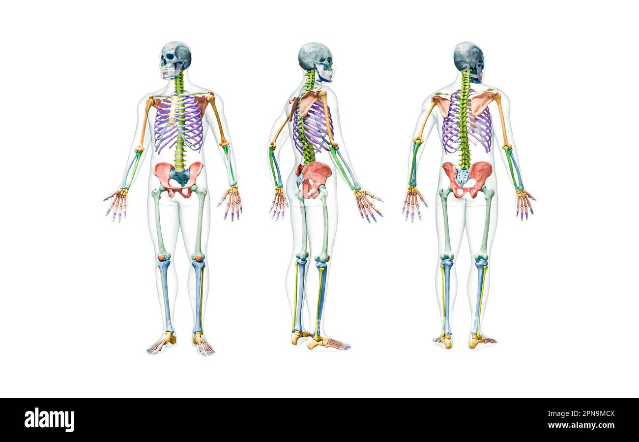 Front, back and profile views of full human male skeleton with body 3D ...