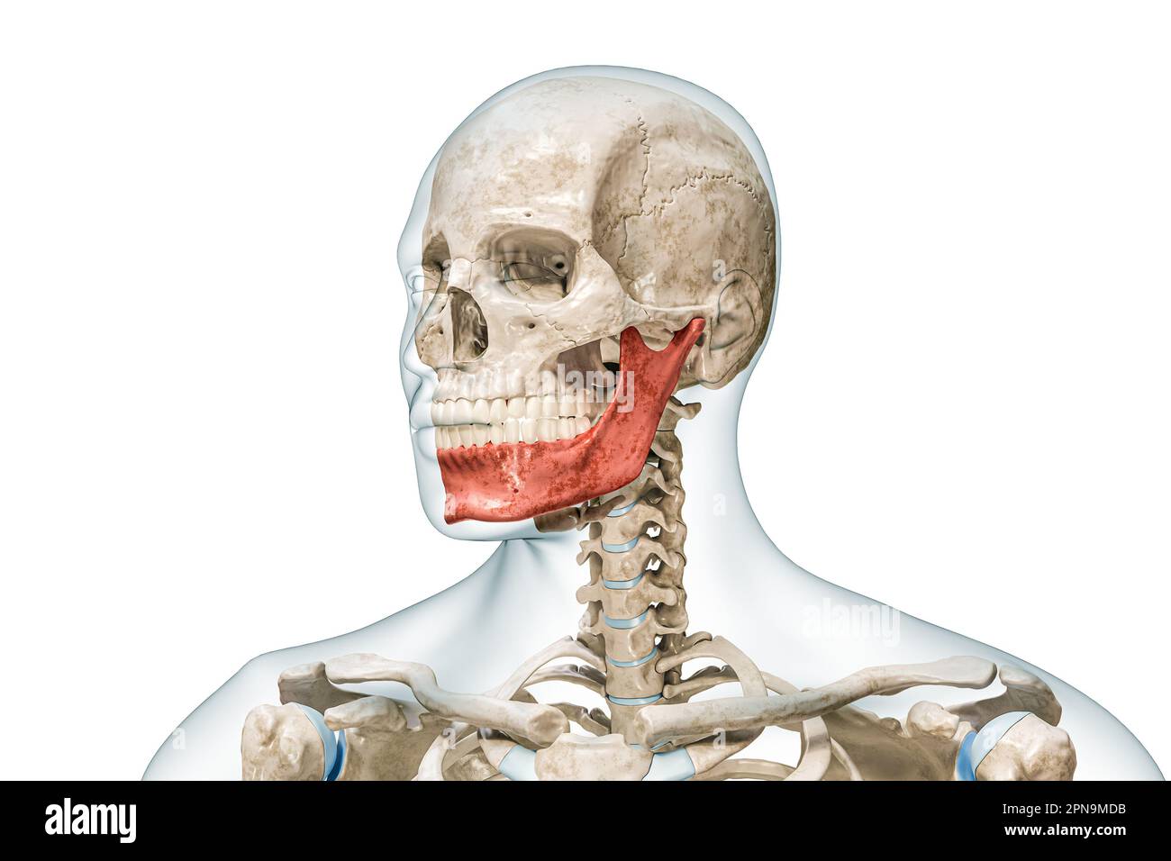 Mandible or lower jaw or Jawbone in red color with body 3D rendering illustration isolated on ...