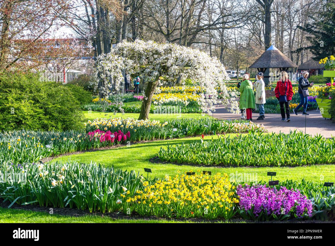 Field of daffodils keukenhof gardens garden of europe flower flo hi-res stock photography and ...