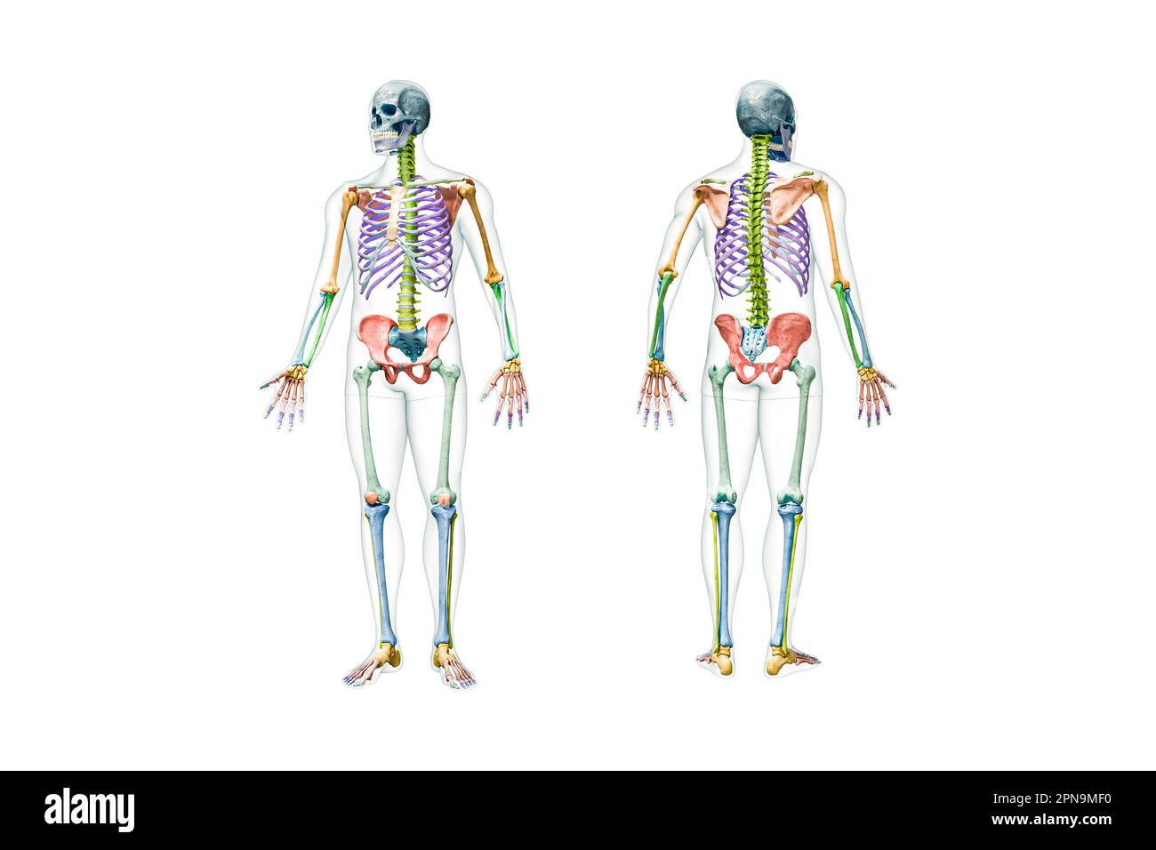 Front and back views of full human male skeleton with body 3D rendering ...