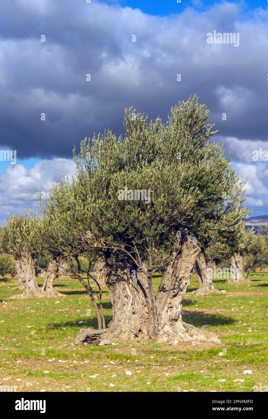 Green Trees in the Wild Stock Photo - Alamy