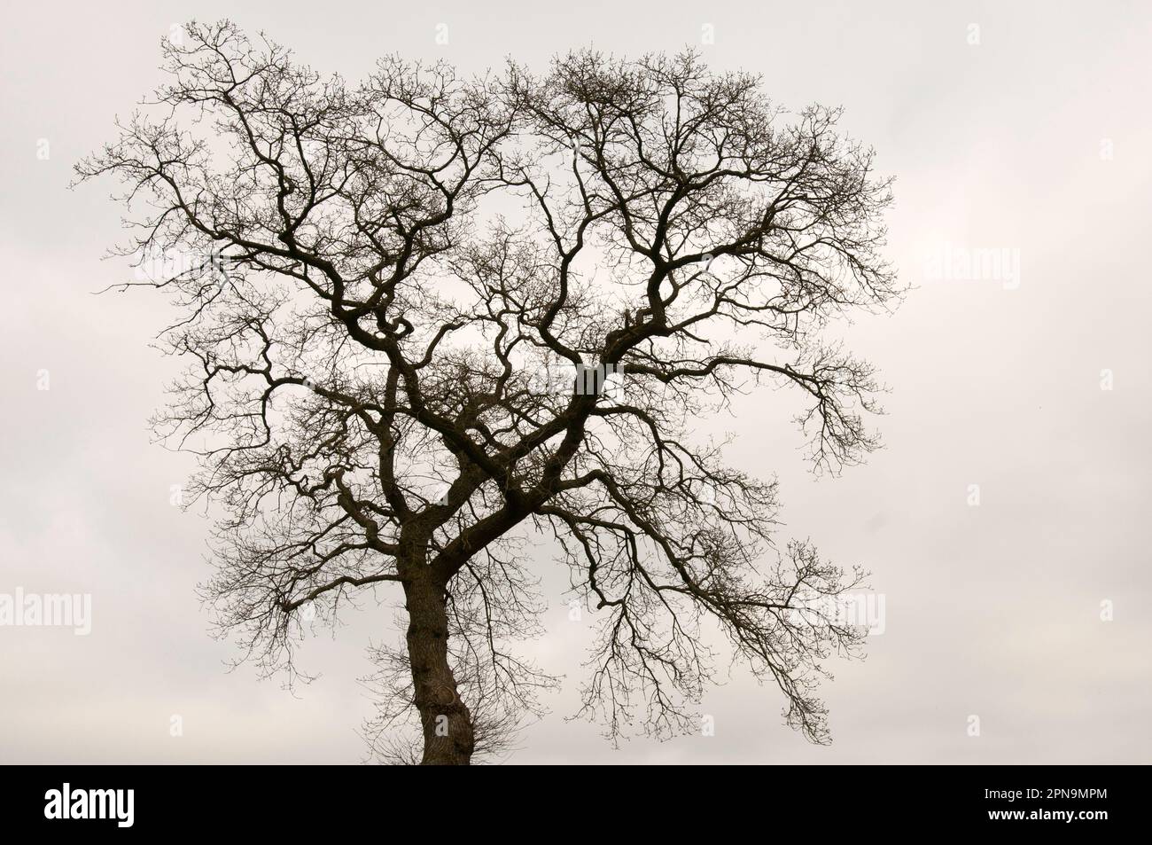 Massive lower branches hi-res stock photography and images - Alamy