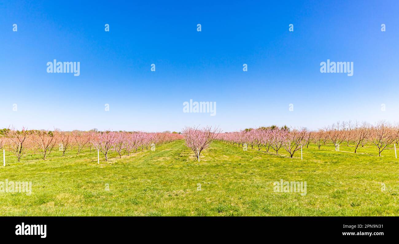 rows and rows of flowering pink trees in East Hampton, NY Stock Photo ...