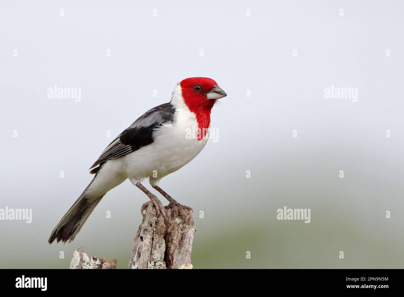 Red-cowled Cardinal (Paroaria dominicana), isolated perched on a fence ...