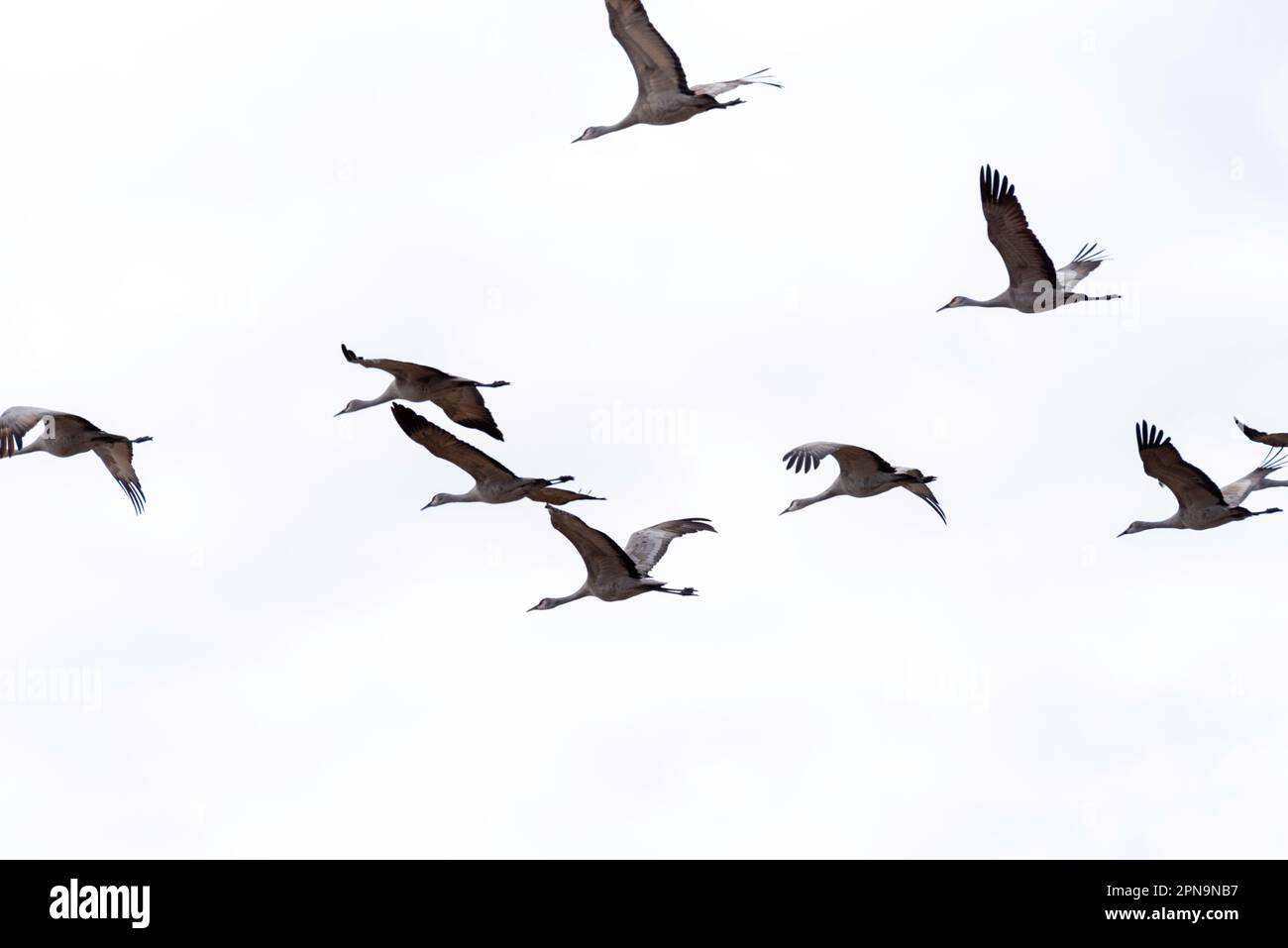Sandhill Cranes (Antigone canadensis) migrate through Gibbon, Nebraska ...