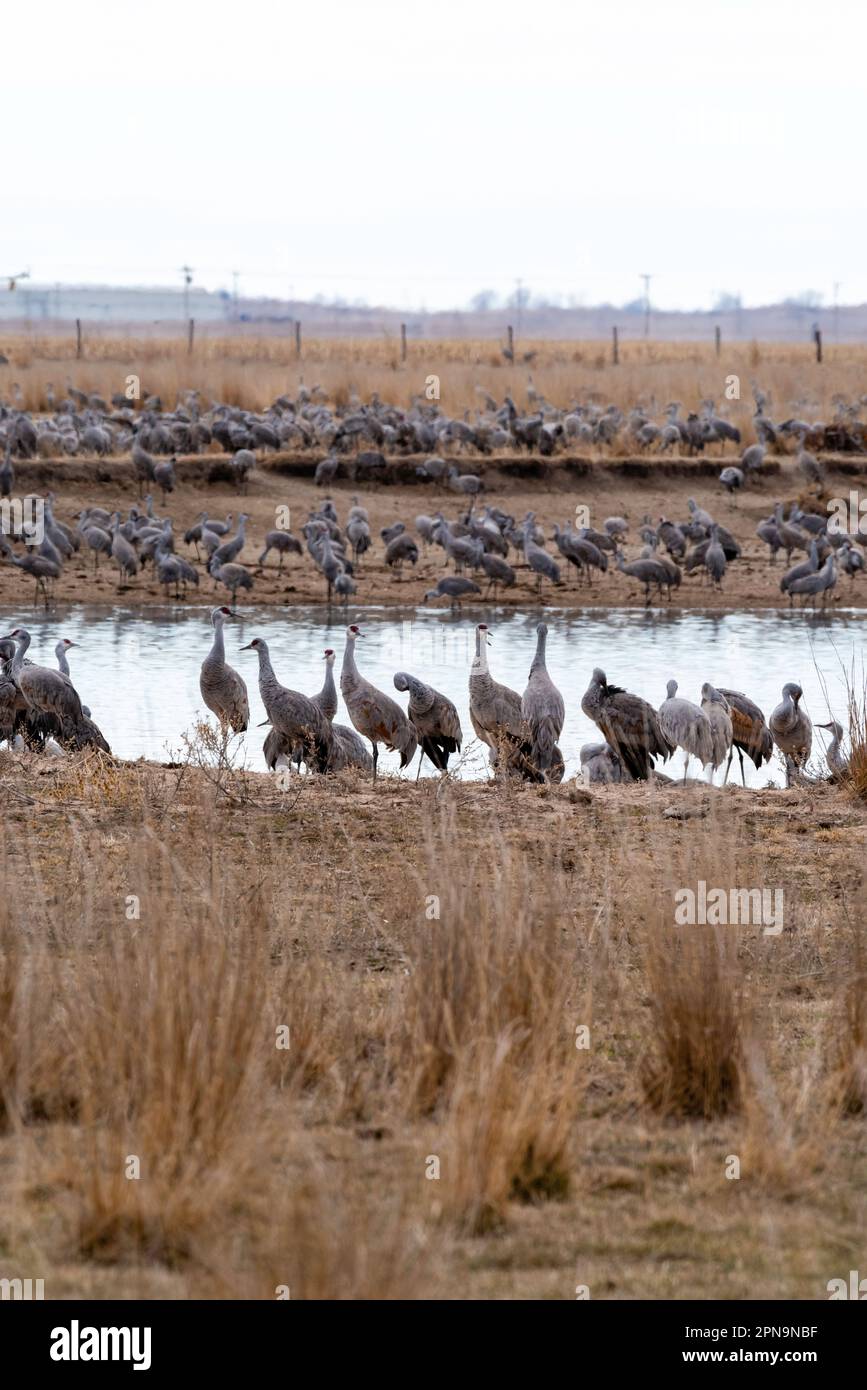 Sandhill Cranes (Antigone canadensis) migrate through Gibbon, Nebraska ...