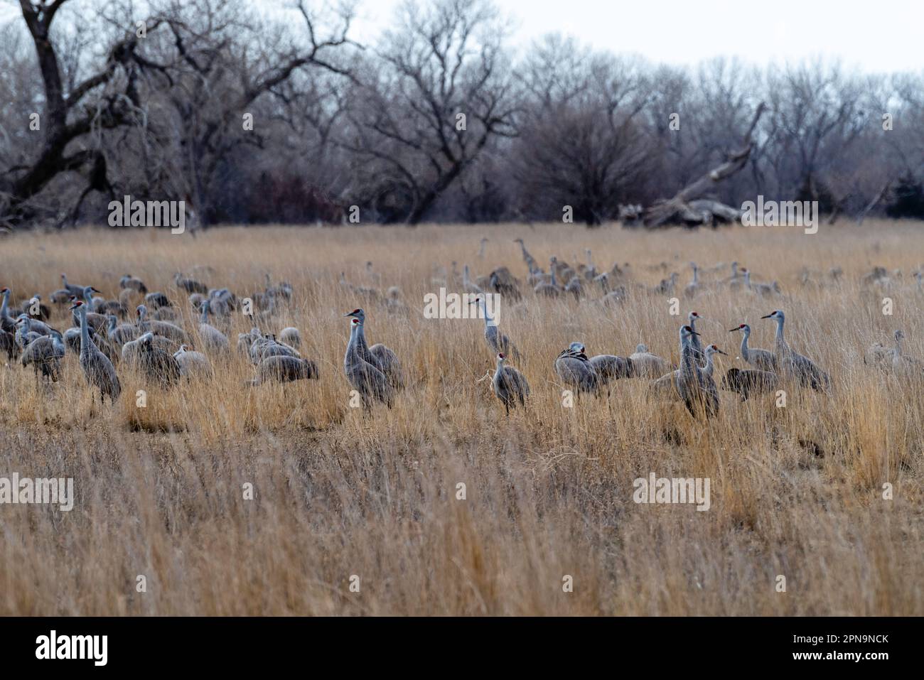 Sandhill Cranes (Antigone canadensis) migrate through Gibbon, Nebraska ...