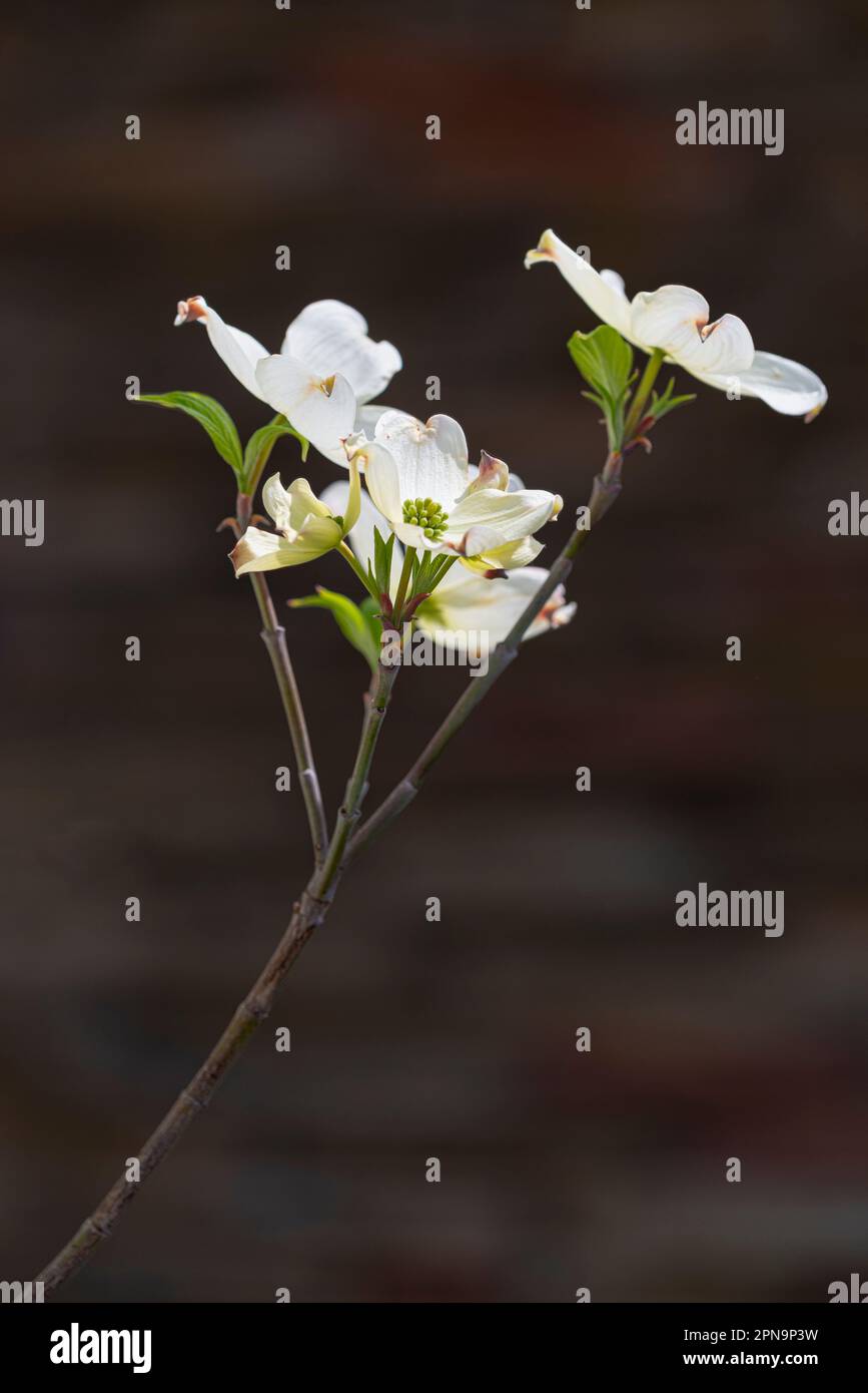 Dark stem hi-res stock photography and images - Alamy