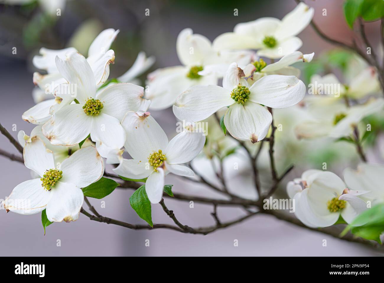 White dogwood blooms hi-res stock photography and images - Alamy