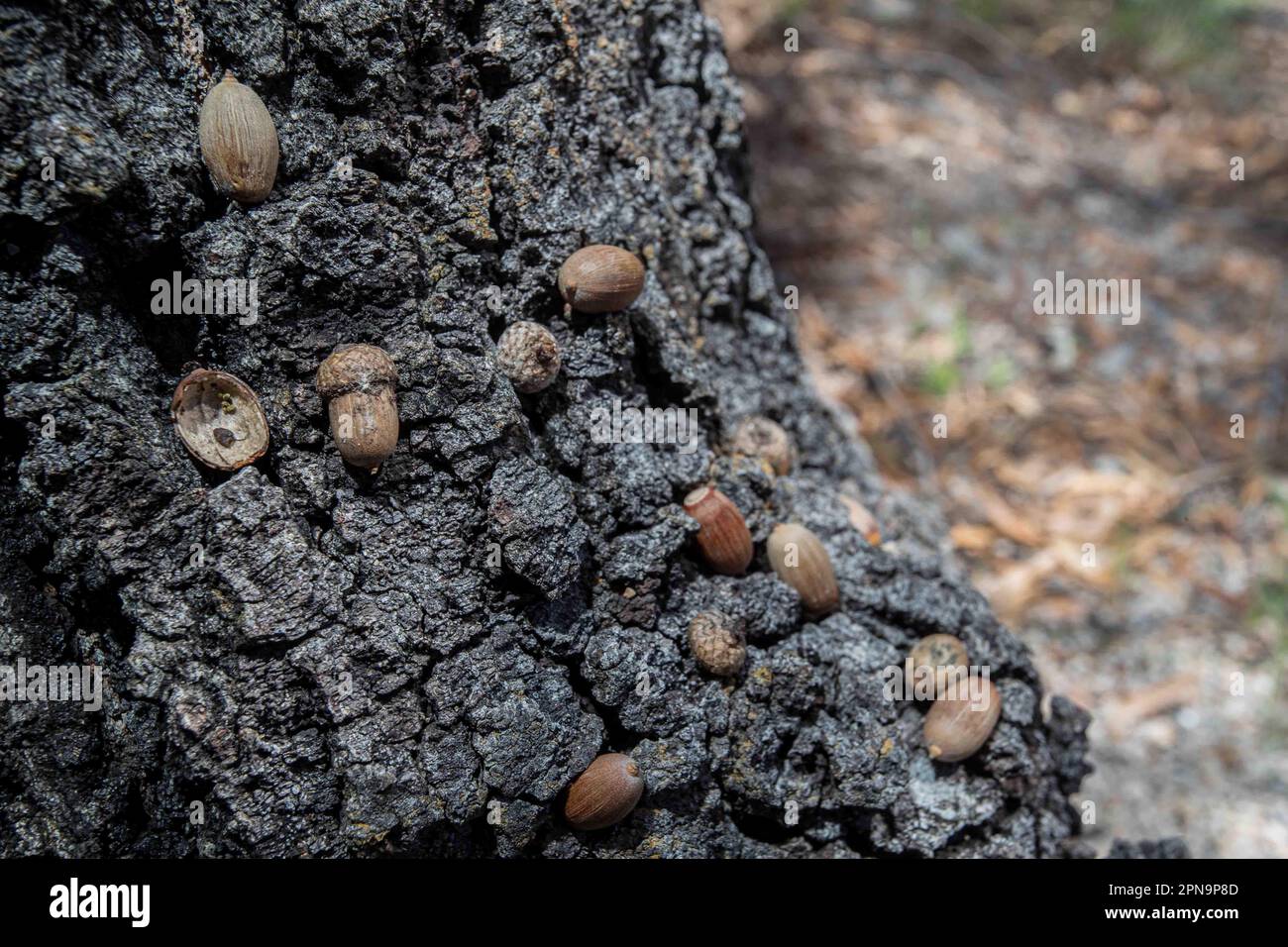 acorn or lande inside the trunk and bark of a tree, of the arboreal Quercus genus that give ...