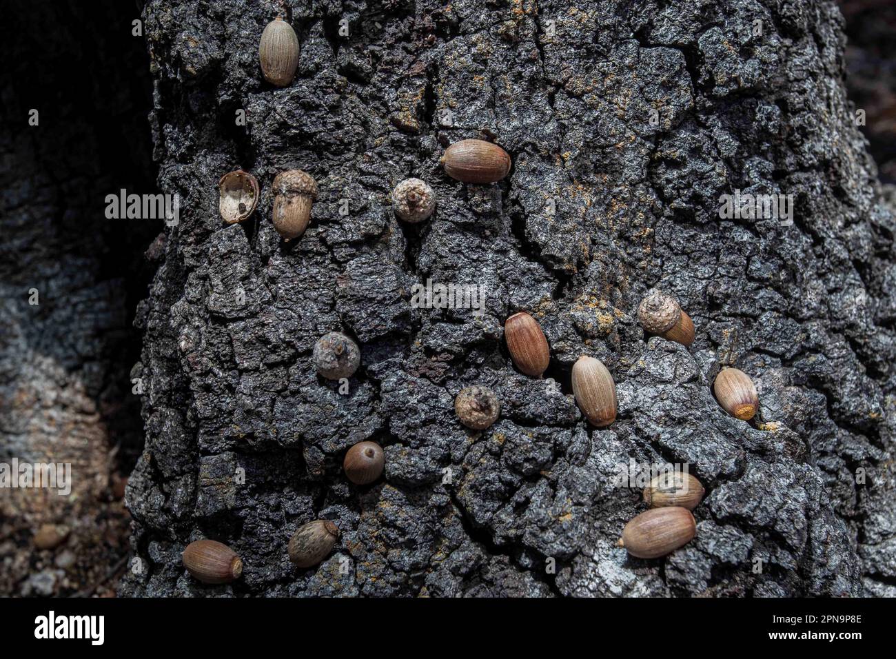 acorn or lande inside the trunk and bark of a tree, of the arboreal Quercus genus that give ...