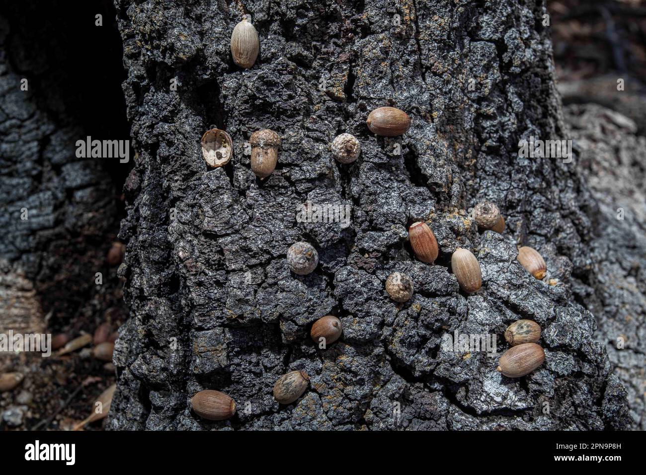 acorn or lande inside the trunk and bark of a tree, of the arboreal ...
