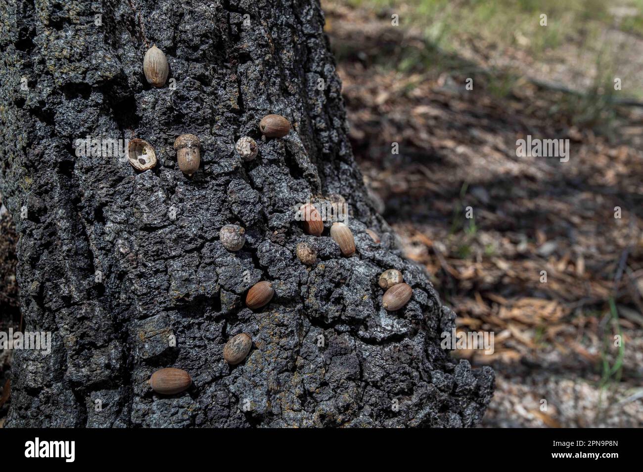 acorn or lande inside the trunk and bark of a tree, of the arboreal ...