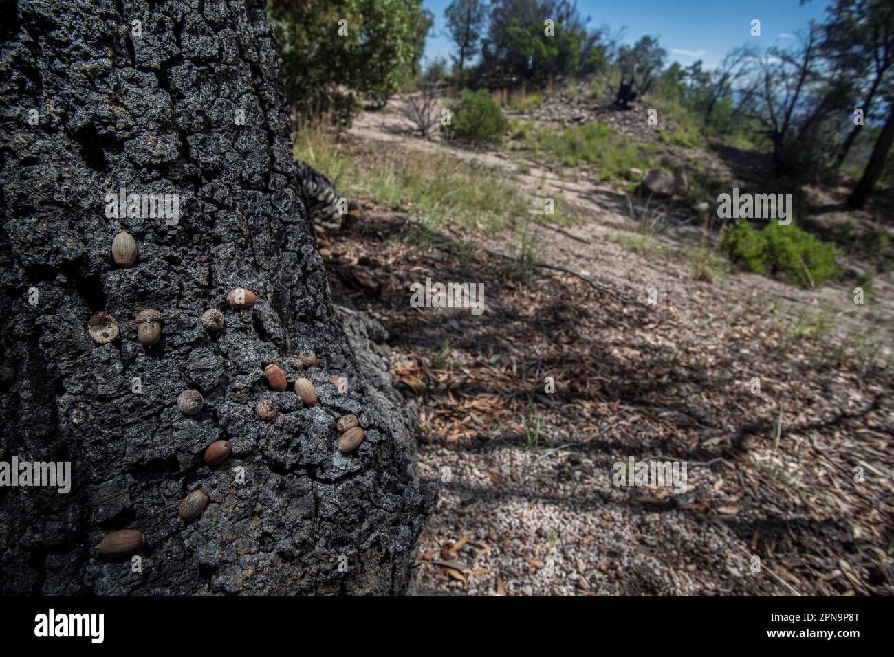 Arboreal conservacion hi-res stock photography and images - Alamy