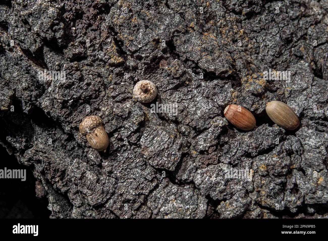 acorn or lande inside the trunk and bark of a tree, of the arboreal ...