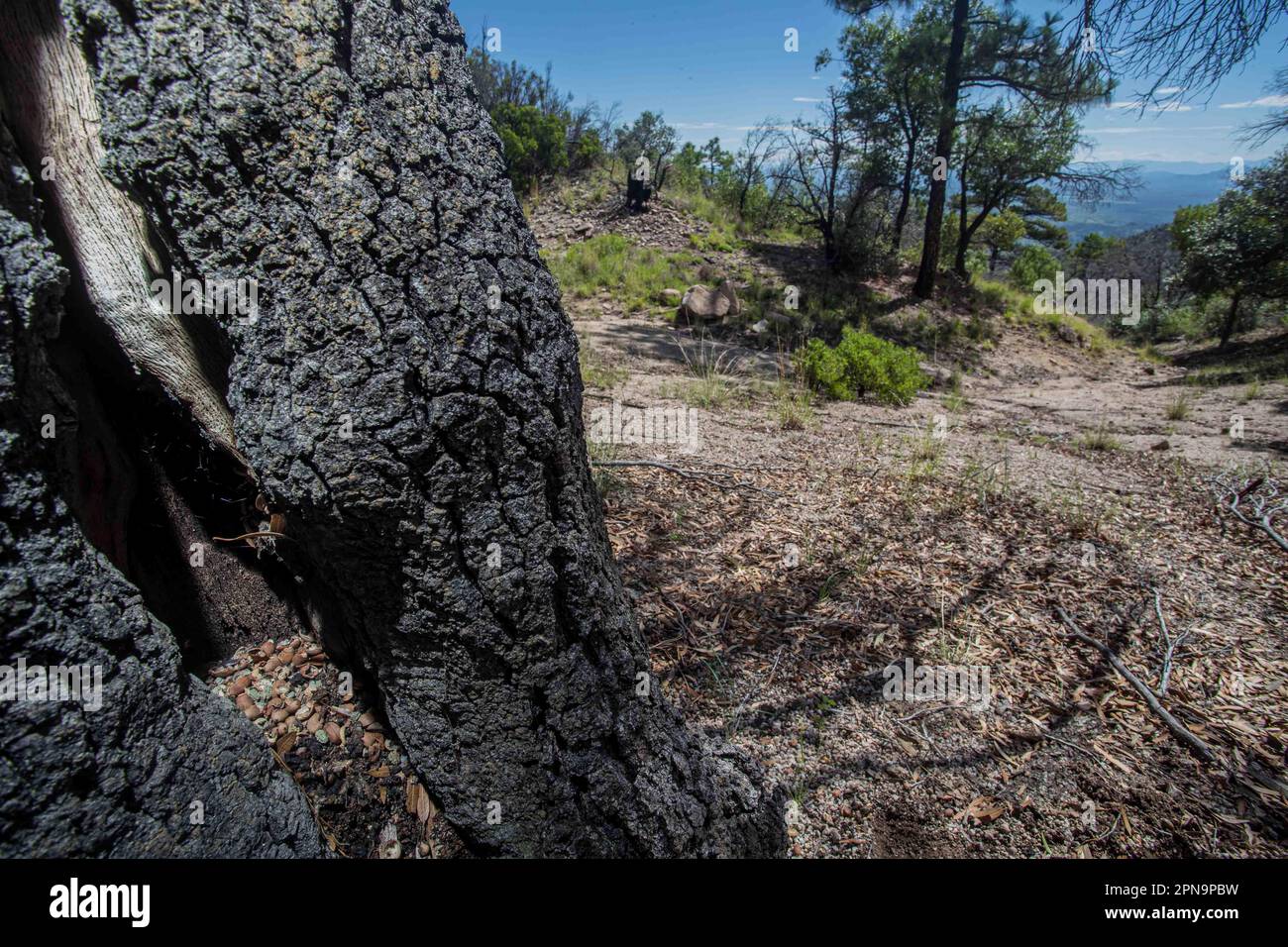 acorn or lande inside the trunk and bark of a tree, of the arboreal ...