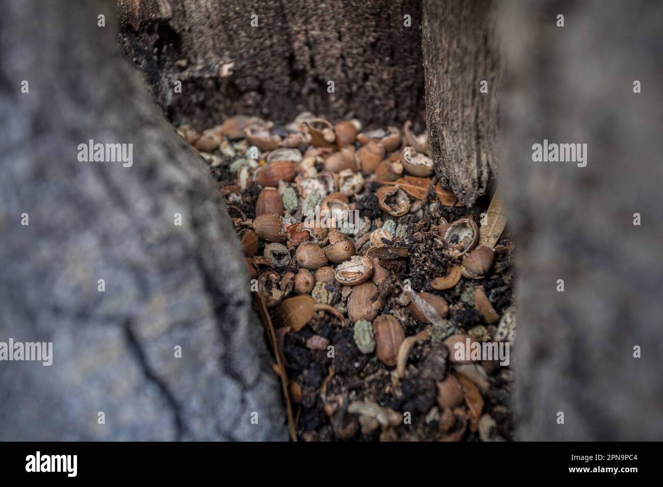 acorn or lande inside the trunk and bark of a tree, of the arboreal ...