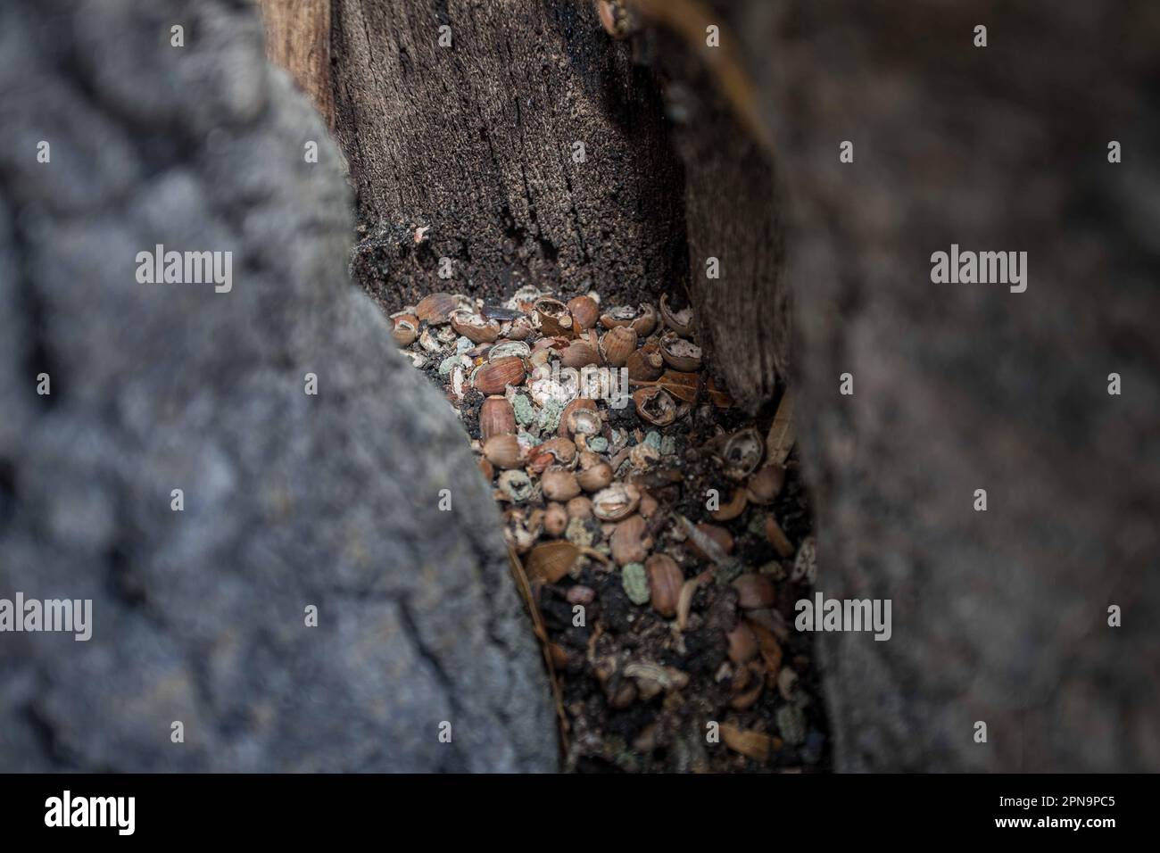 acorn or lande inside the trunk and bark of a tree, of the arboreal ...