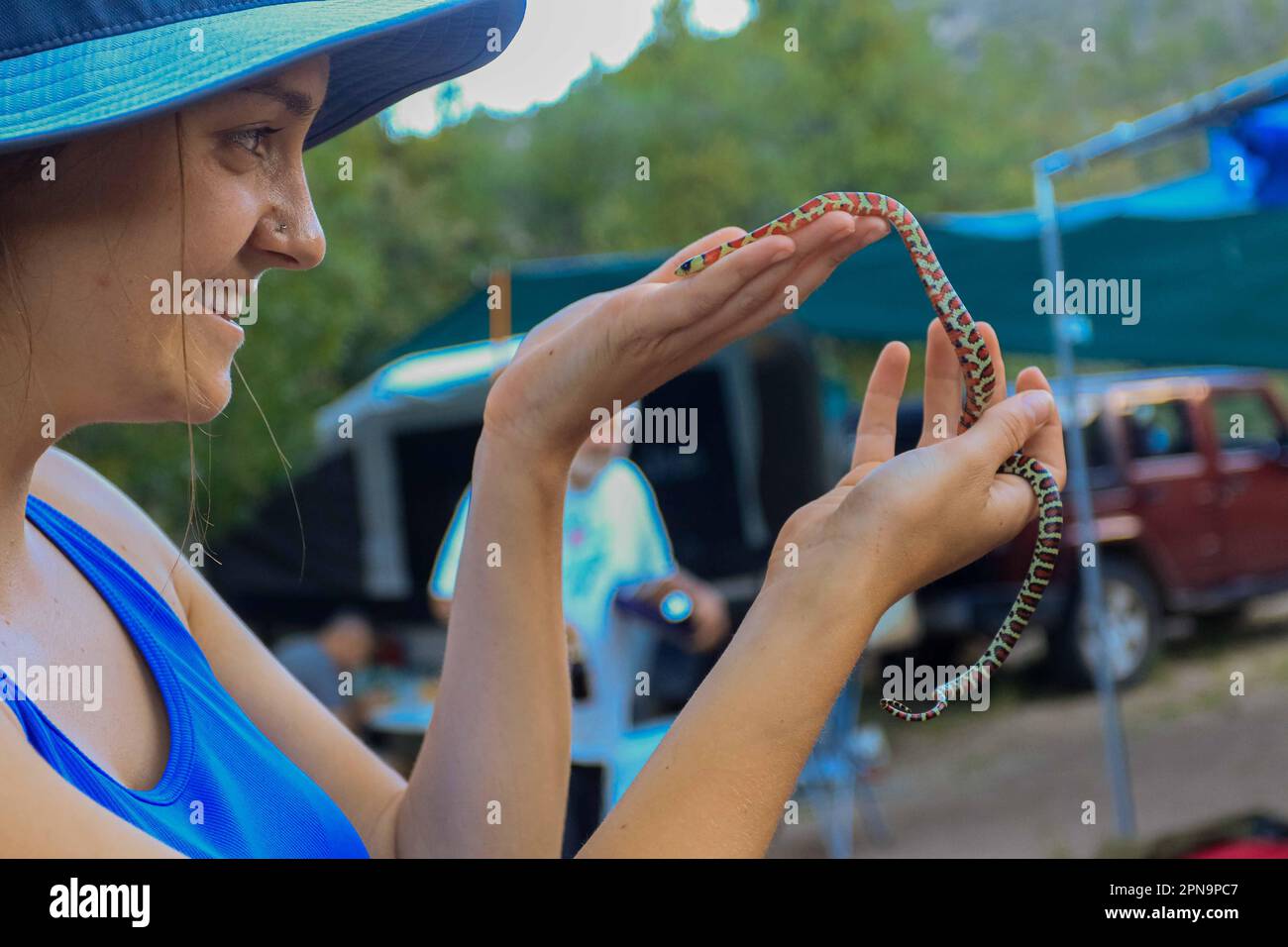 Mousetrap coral reptile, false coral or royal snake coralillo is a ...