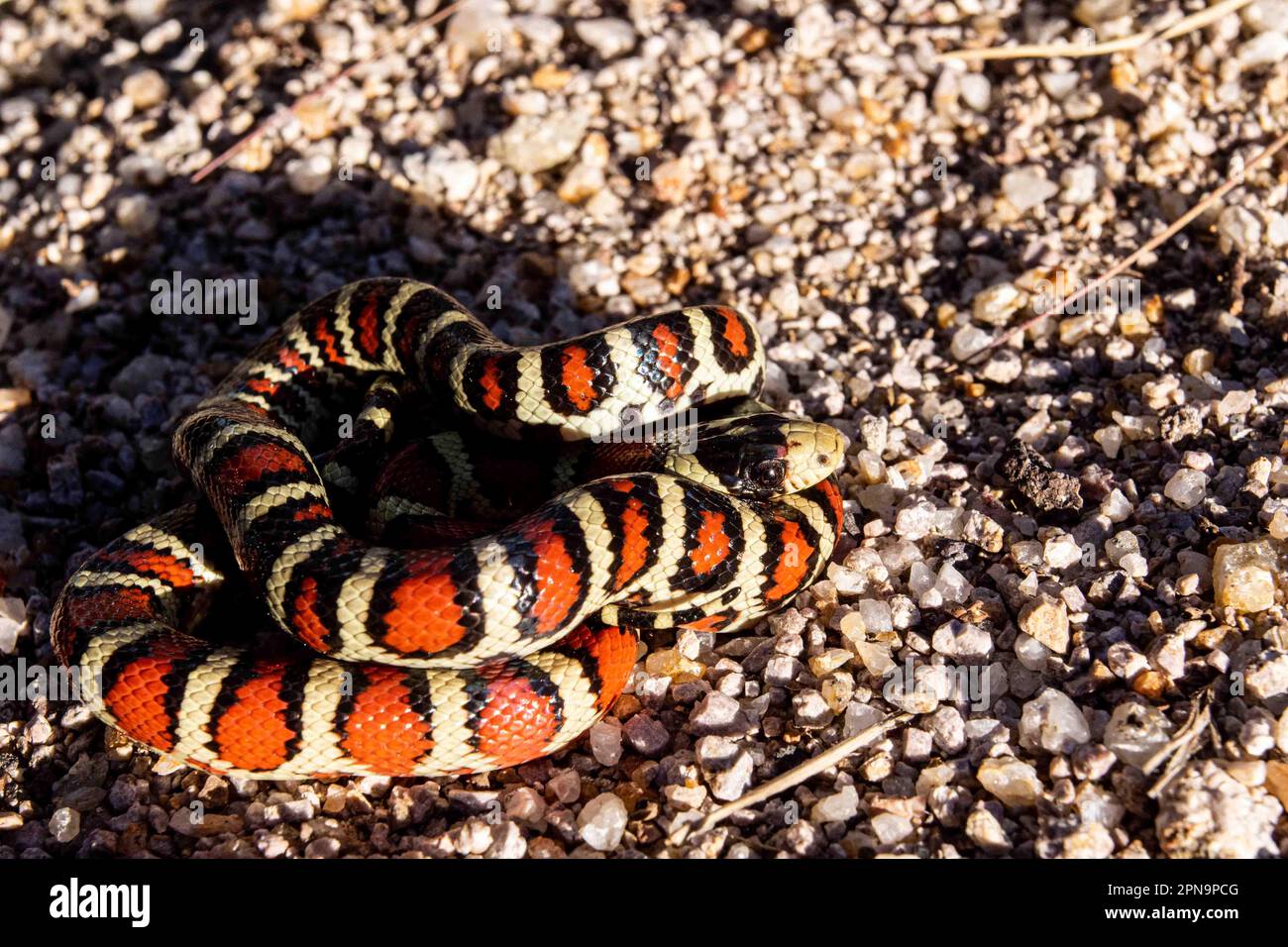 Mousetrap coral reptile, false coral or royal snake coralillo is a ...