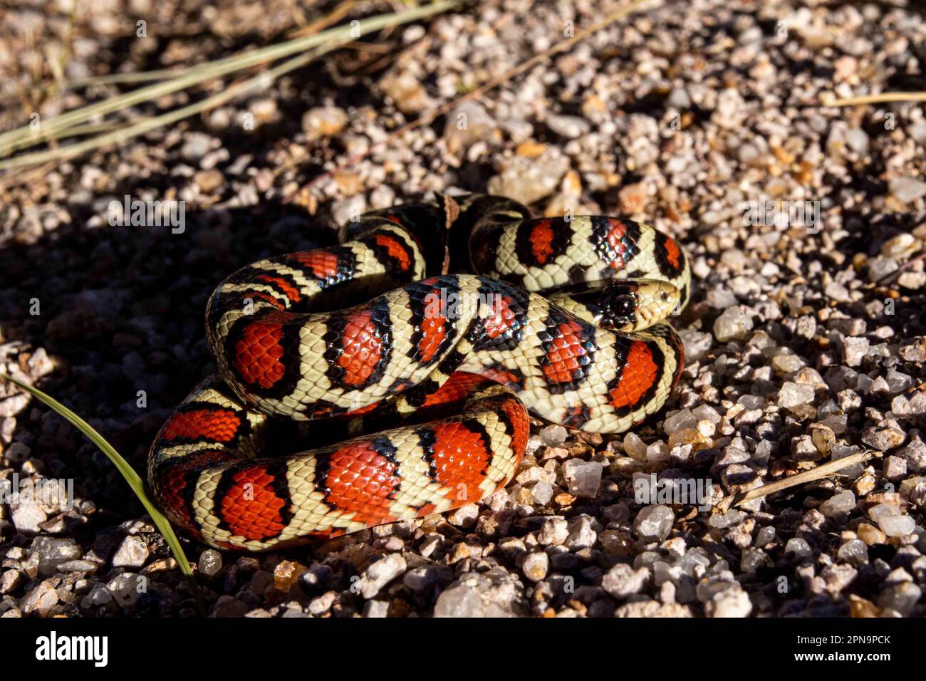 Mousetrap coral reptile, false coral or royal snake coralillo is a ...