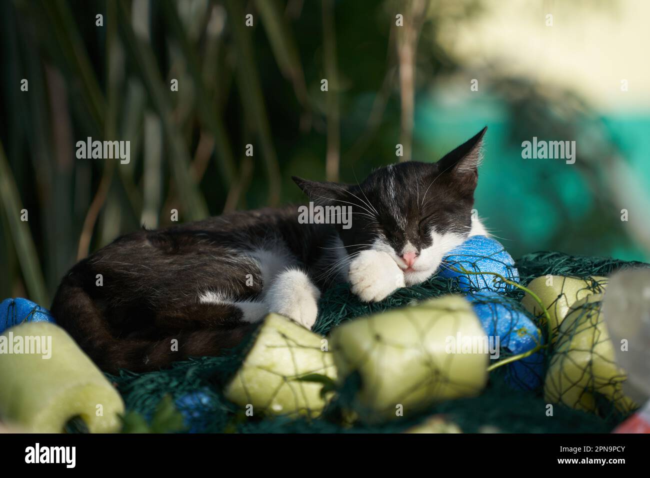 Cat Sleeping on Fishing Net Stock Photo - Alamy