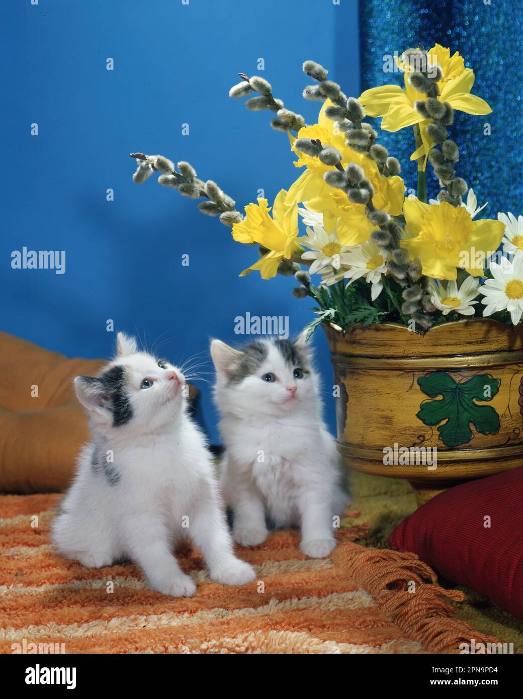 Kittens two grey hi-res stock photography and images - Alamy