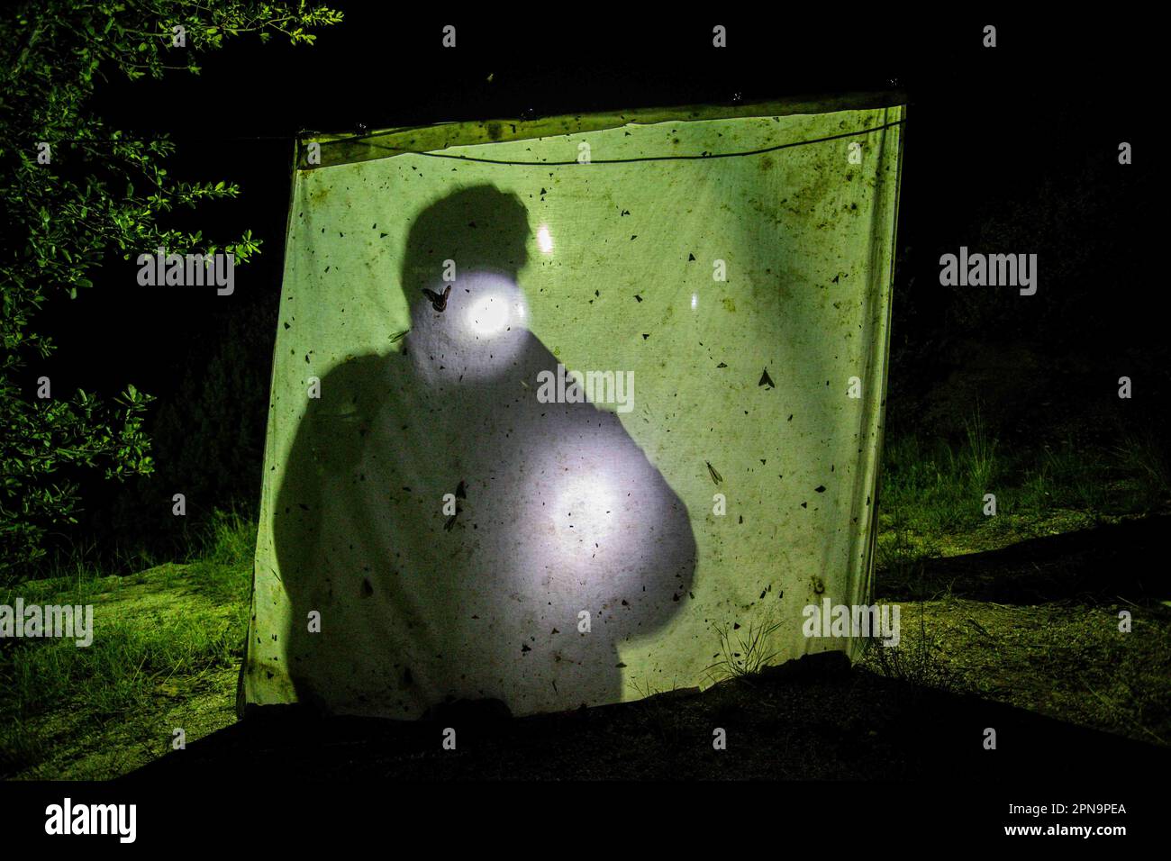 Thomas Van Devender and John Palting, collect insects and critters at ...