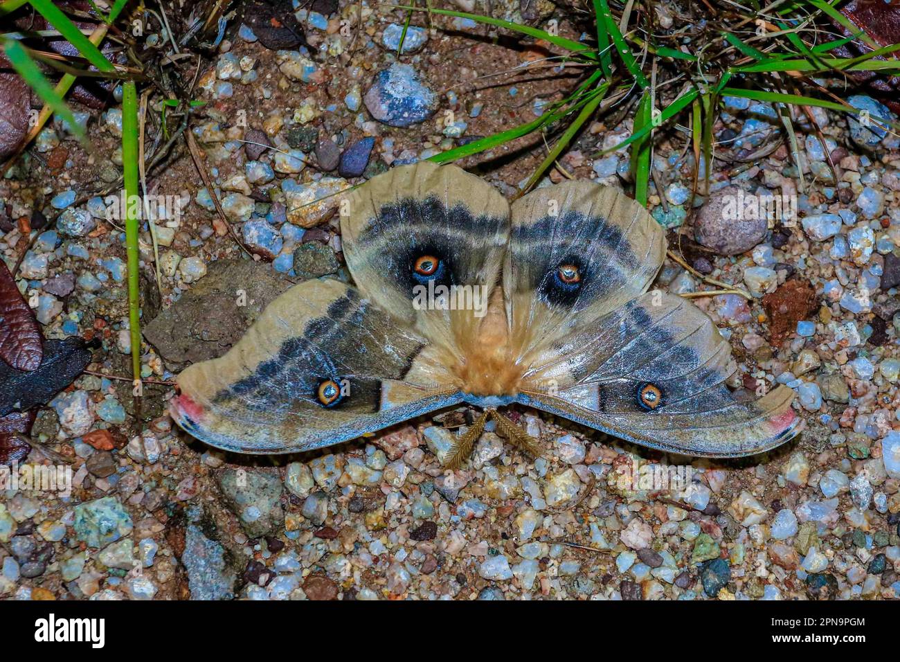 Thomas Van Devender and John Palting, collect insects and critters at ...
