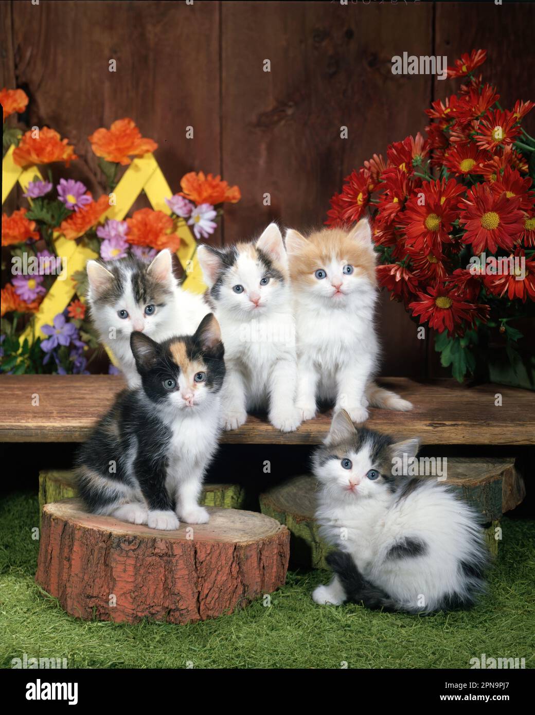Five assorted colored kittens relaxing Stock Photo - Alamy
