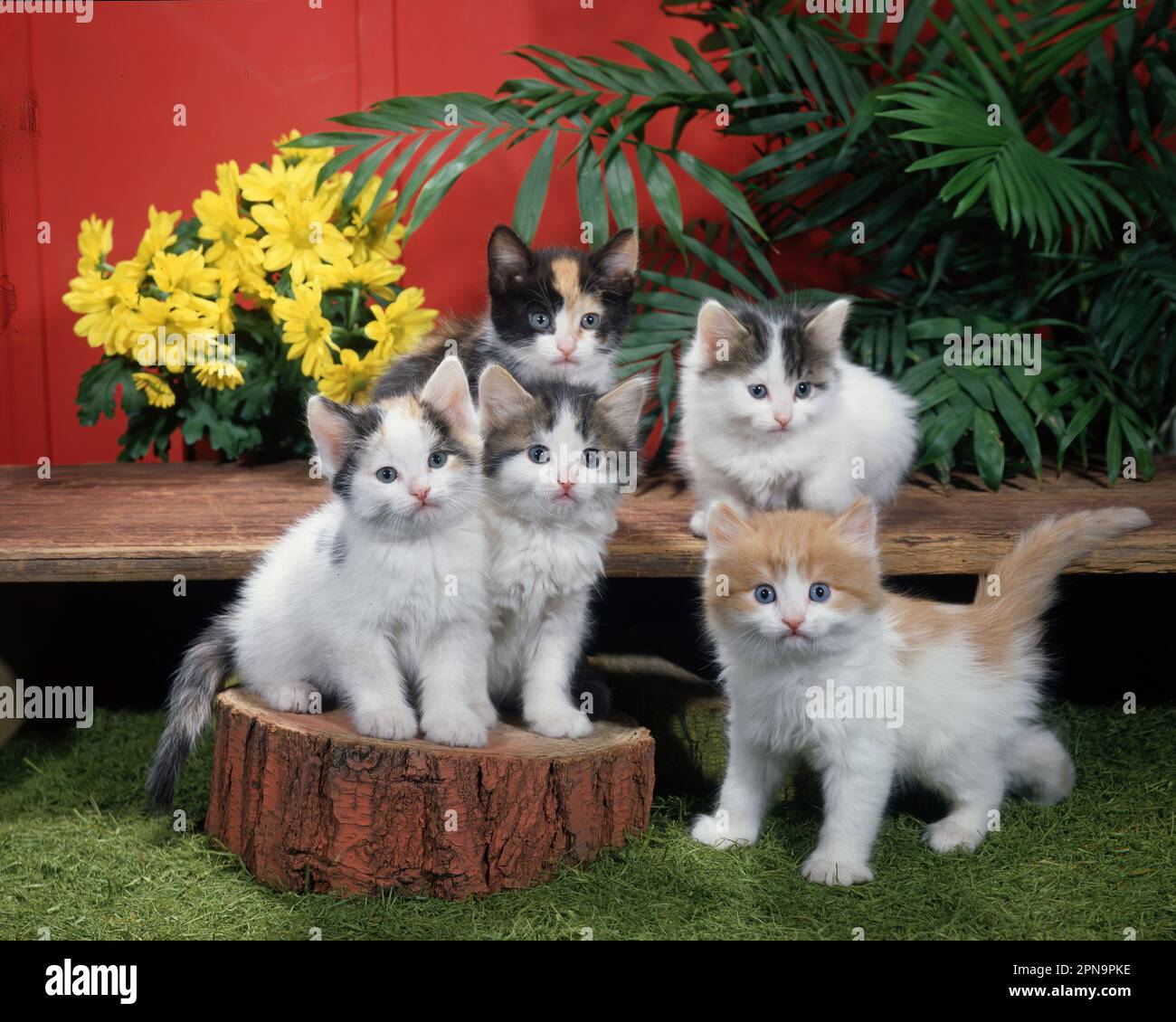 Five posing assorted colored kittens Stock Photo - Alamy