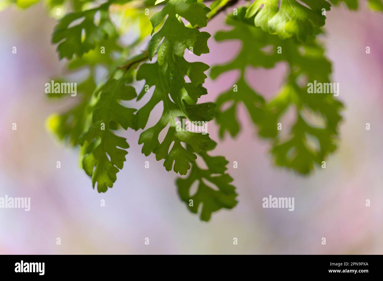 Valley oak tree hi-res stock photography and images - Alamy