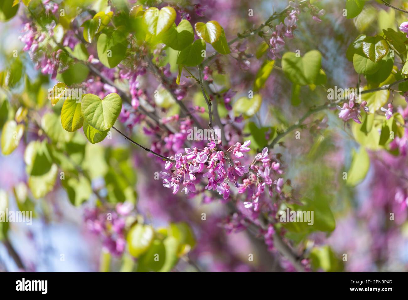 Western redbud hi-res stock photography and images - Alamy