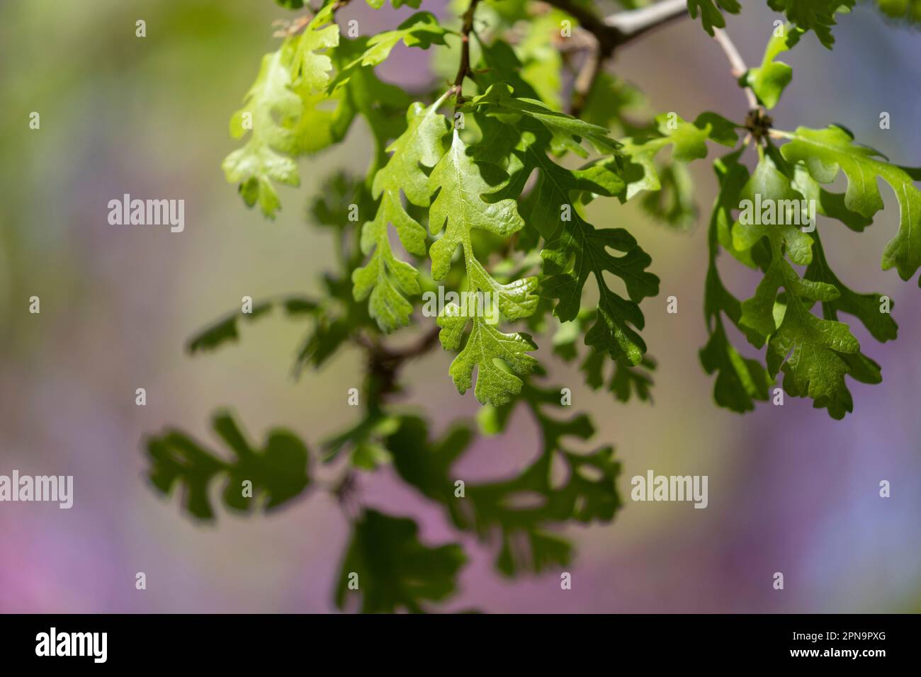 Valley Oak, Quercus lobata in California Stock Photo - Alamy