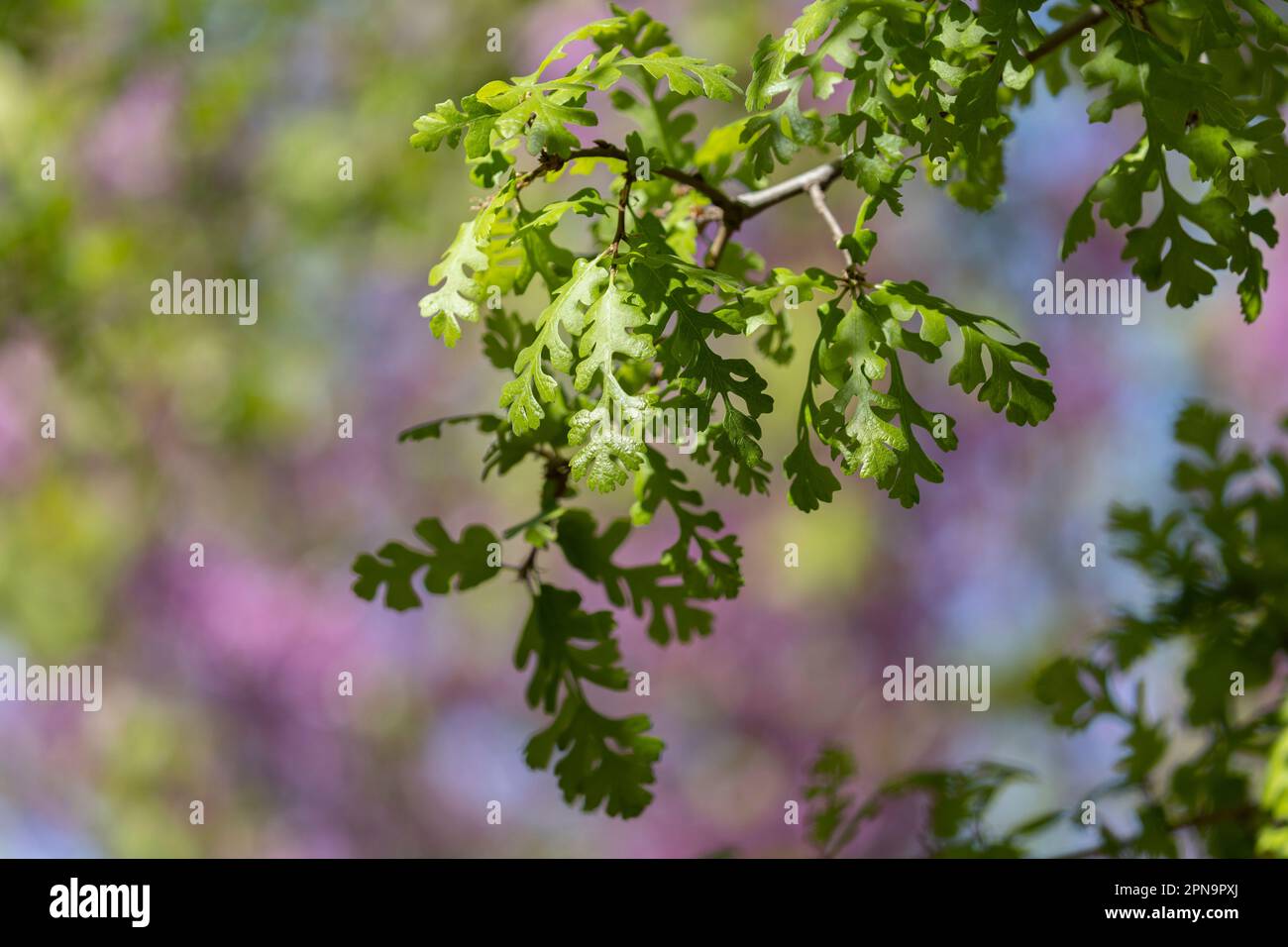 Valley oak tree hi-res stock photography and images - Alamy