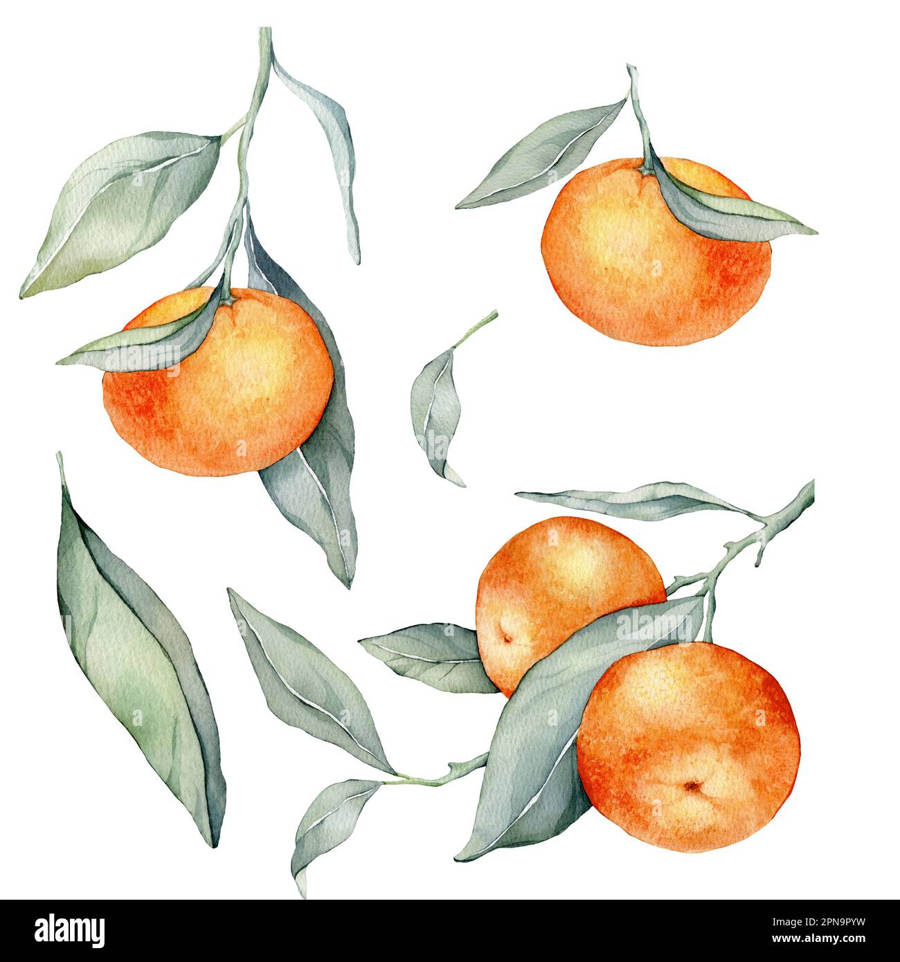 Set of mandarin branches with green leaves. Isolated. Watercolor ...