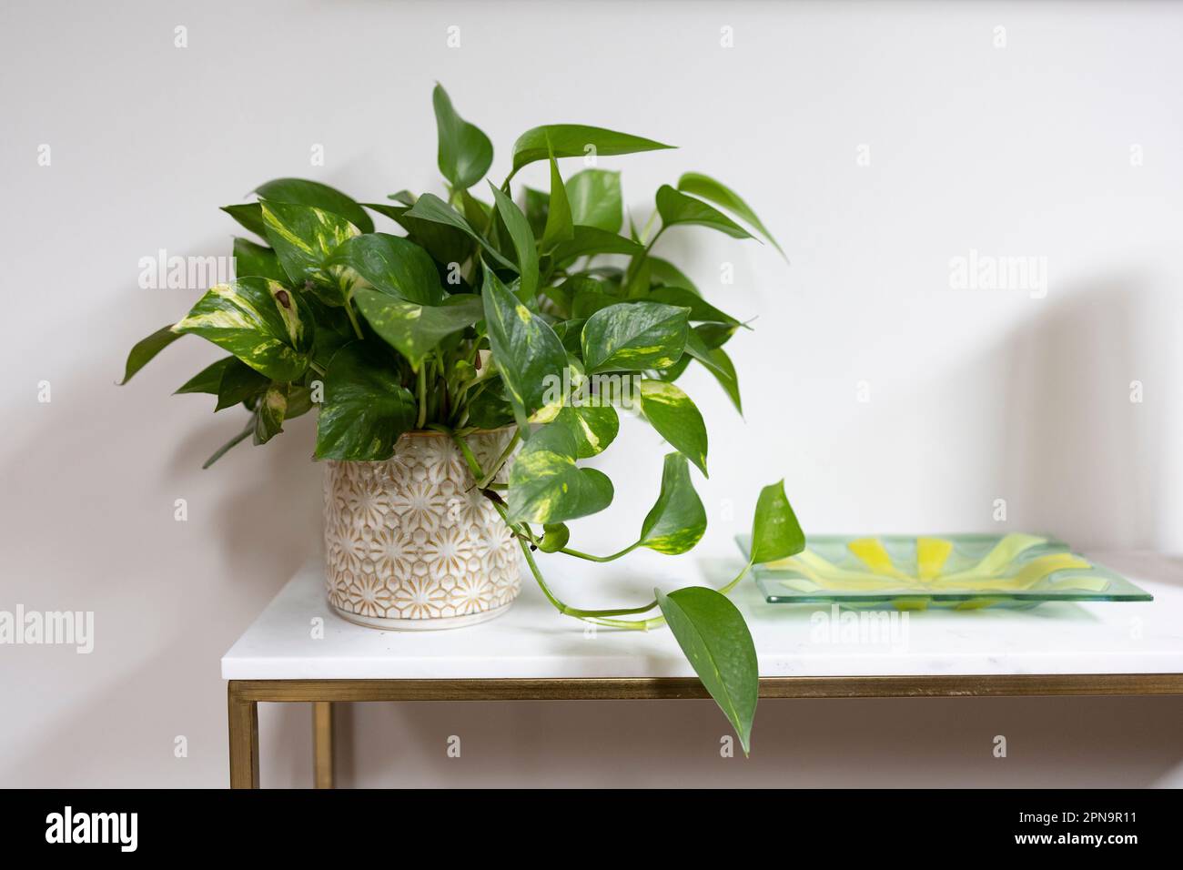 Indoor Plant Still Life Stock Photo - Alamy