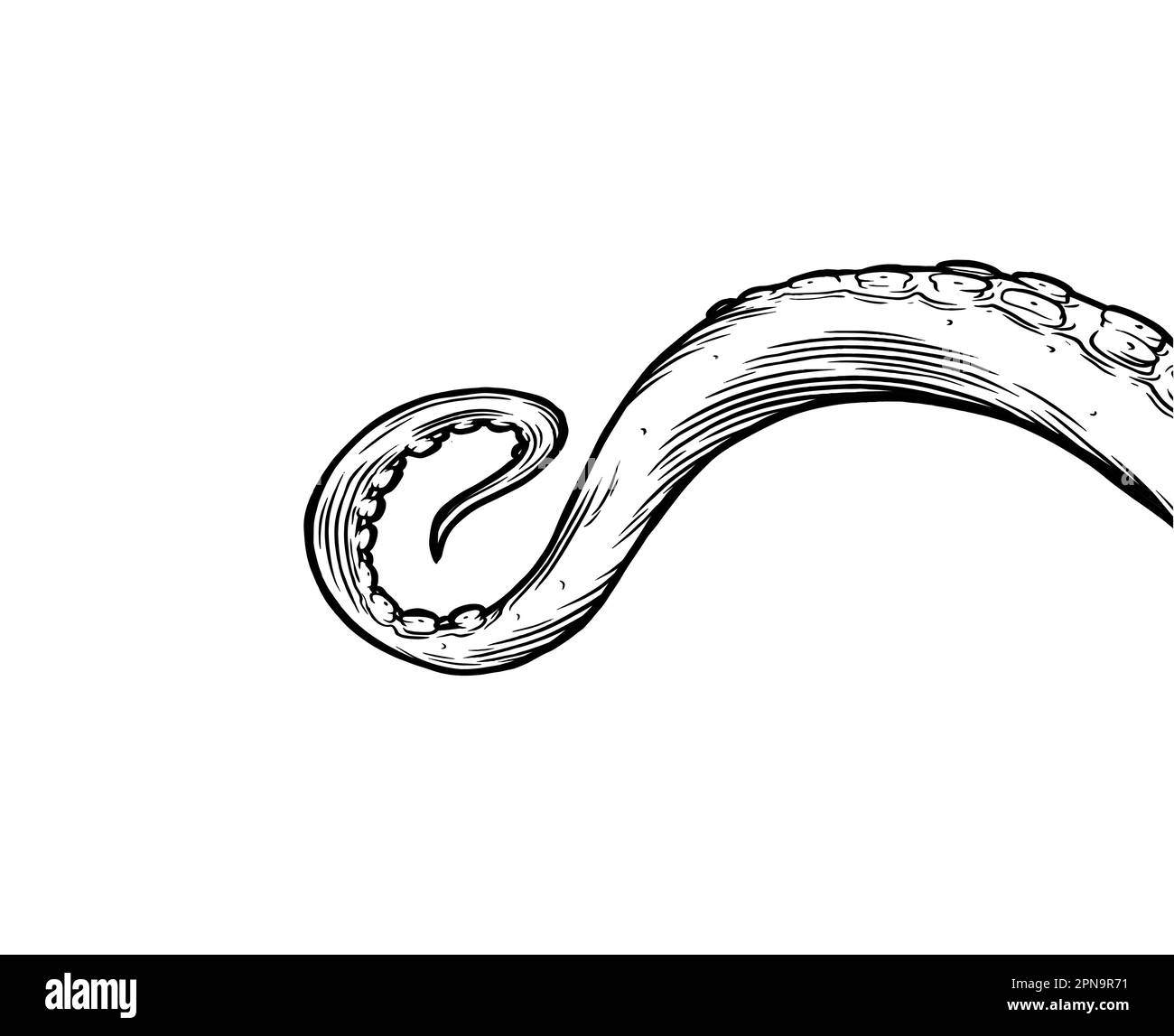 Squid Tentacles Drawing