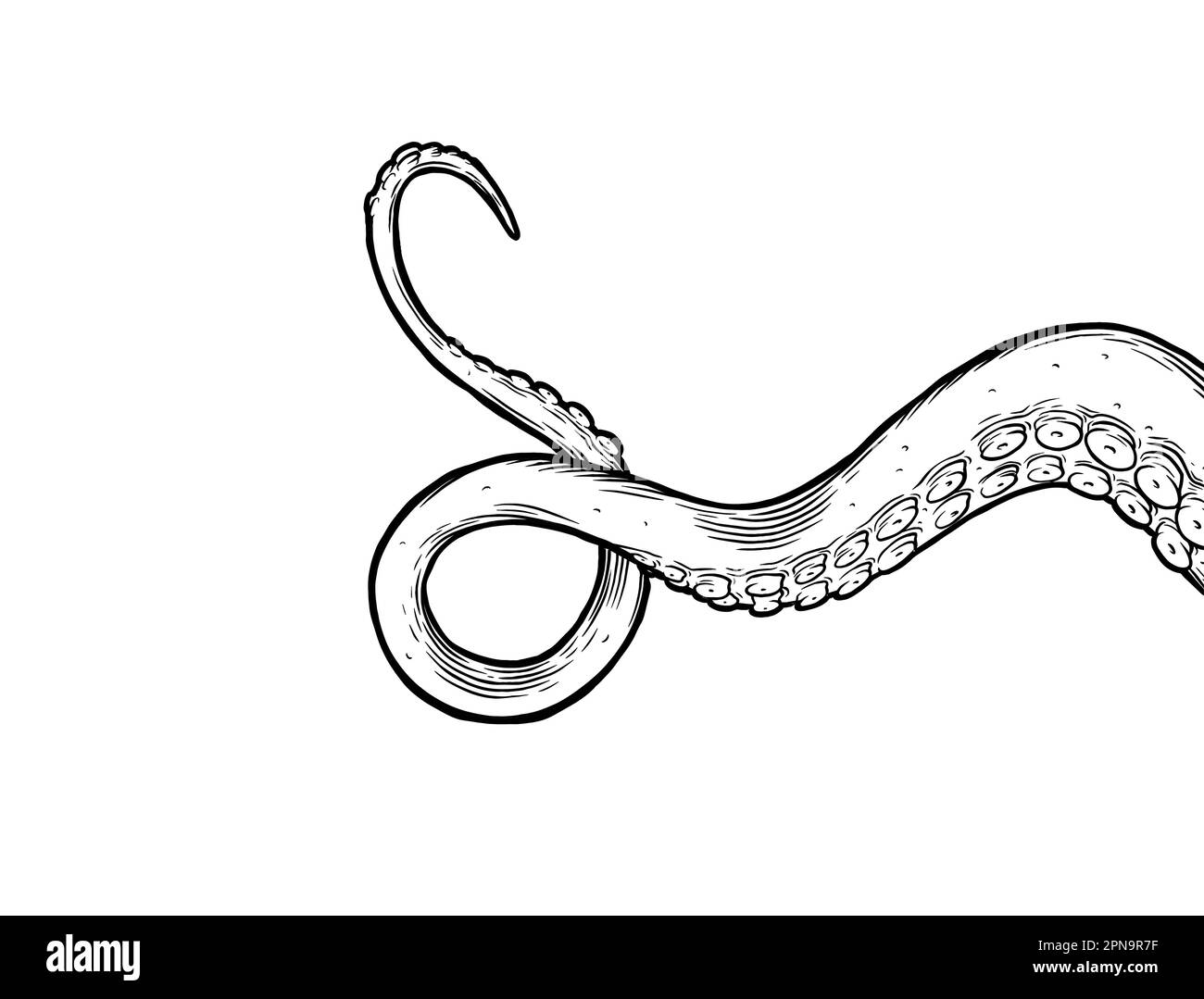 Octopus body parts Stock Vector Images - Alamy