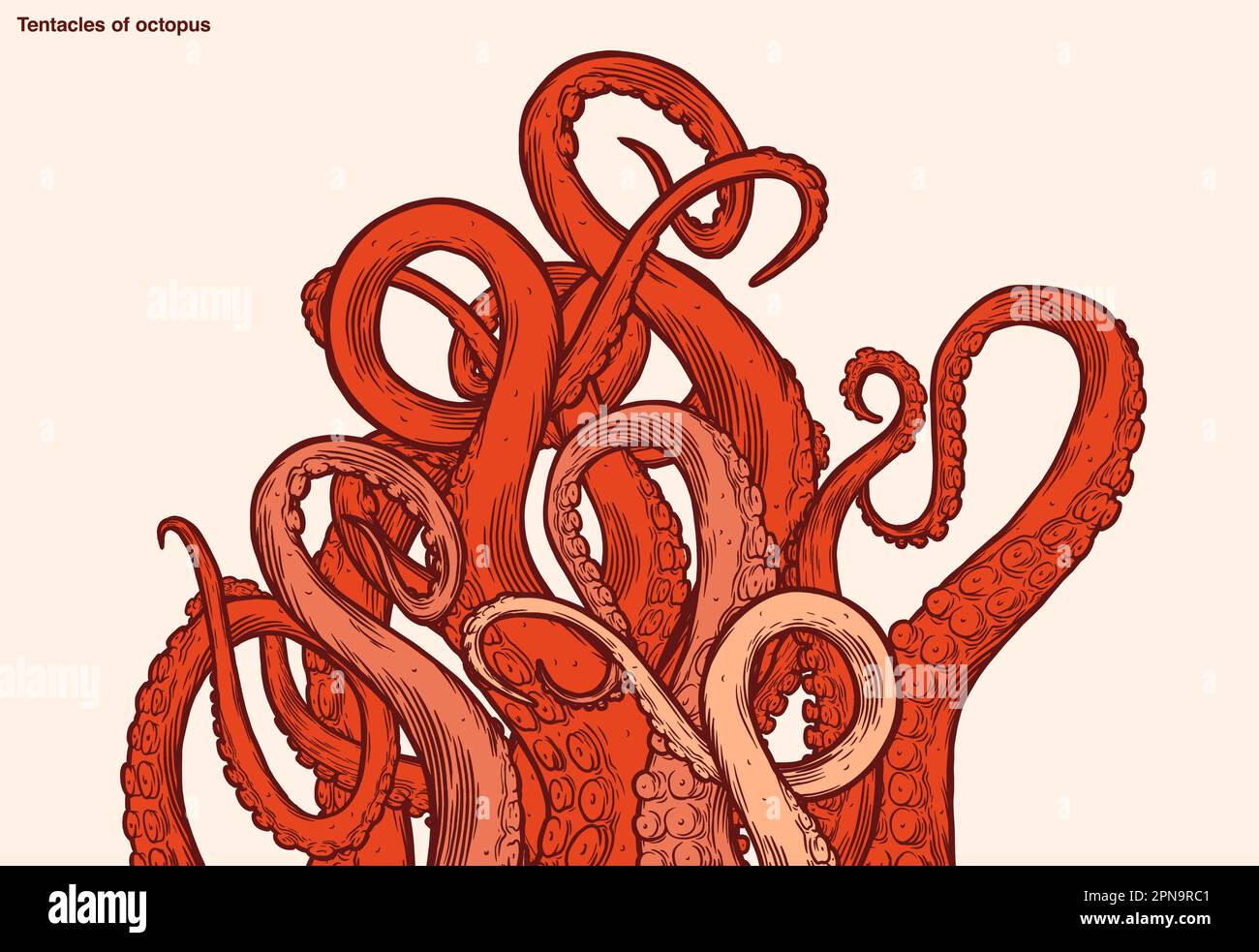 Red octopus tentacles reaching upwards, squid-like marine animal body ...